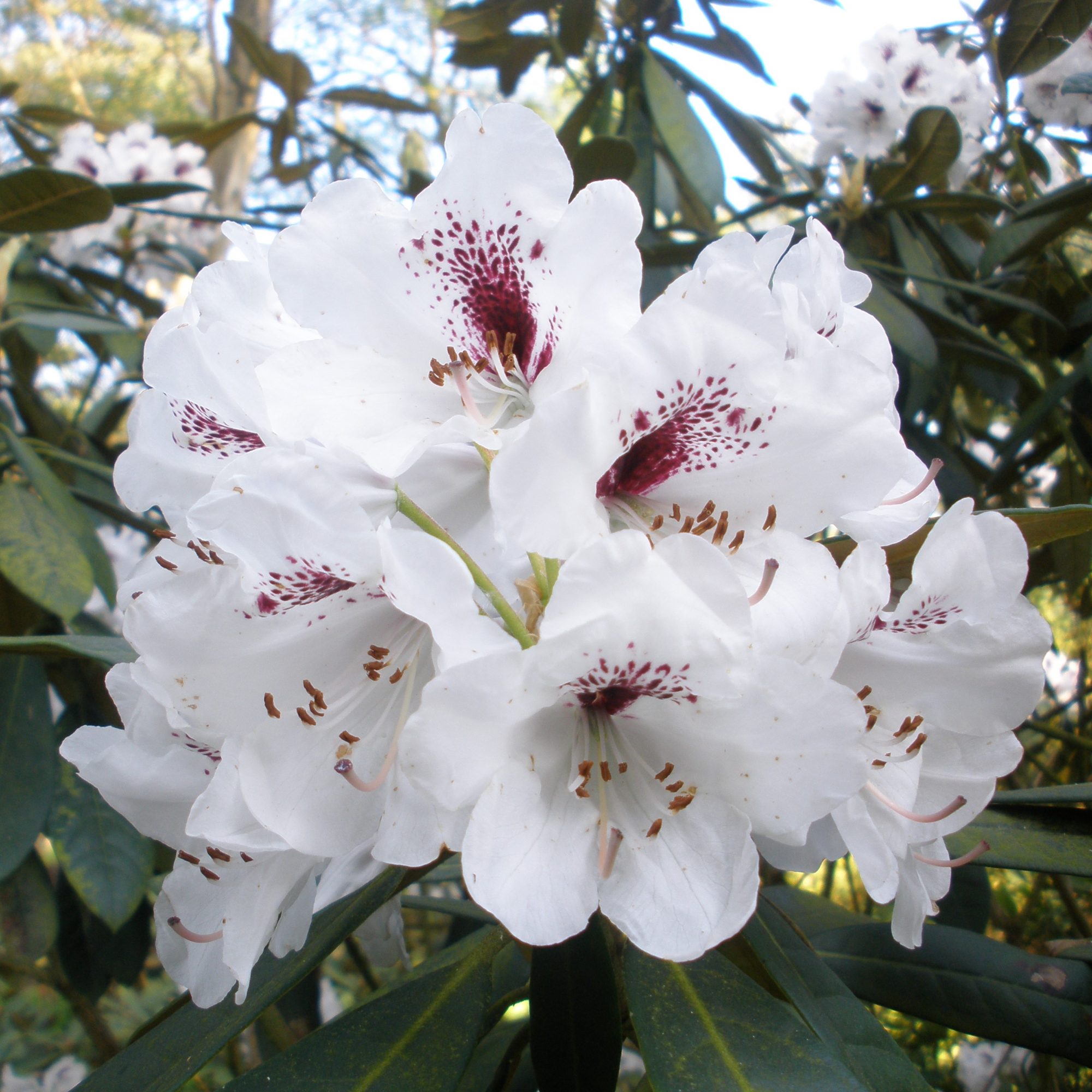 Rhododendron galactinum 'Galacticus' - Species Rhododendrons - Millais ...