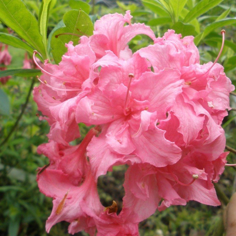 Charlotte Megan Deciduous Azalea - Buy Charlotte Megan Rhododendron ...