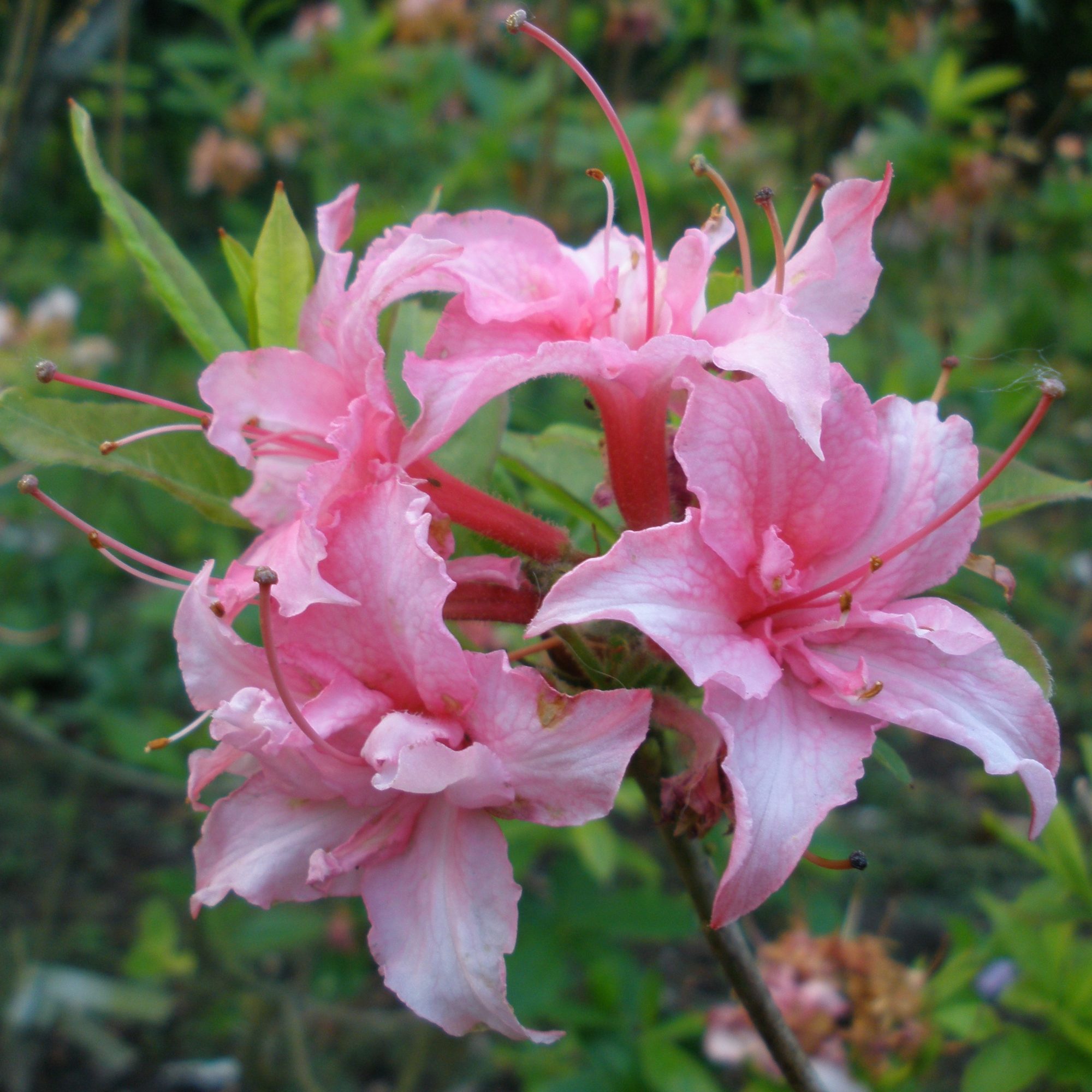 Charlotte Megan Deciduous Azalea - Buy Charlotte Megan Rhododendron ...