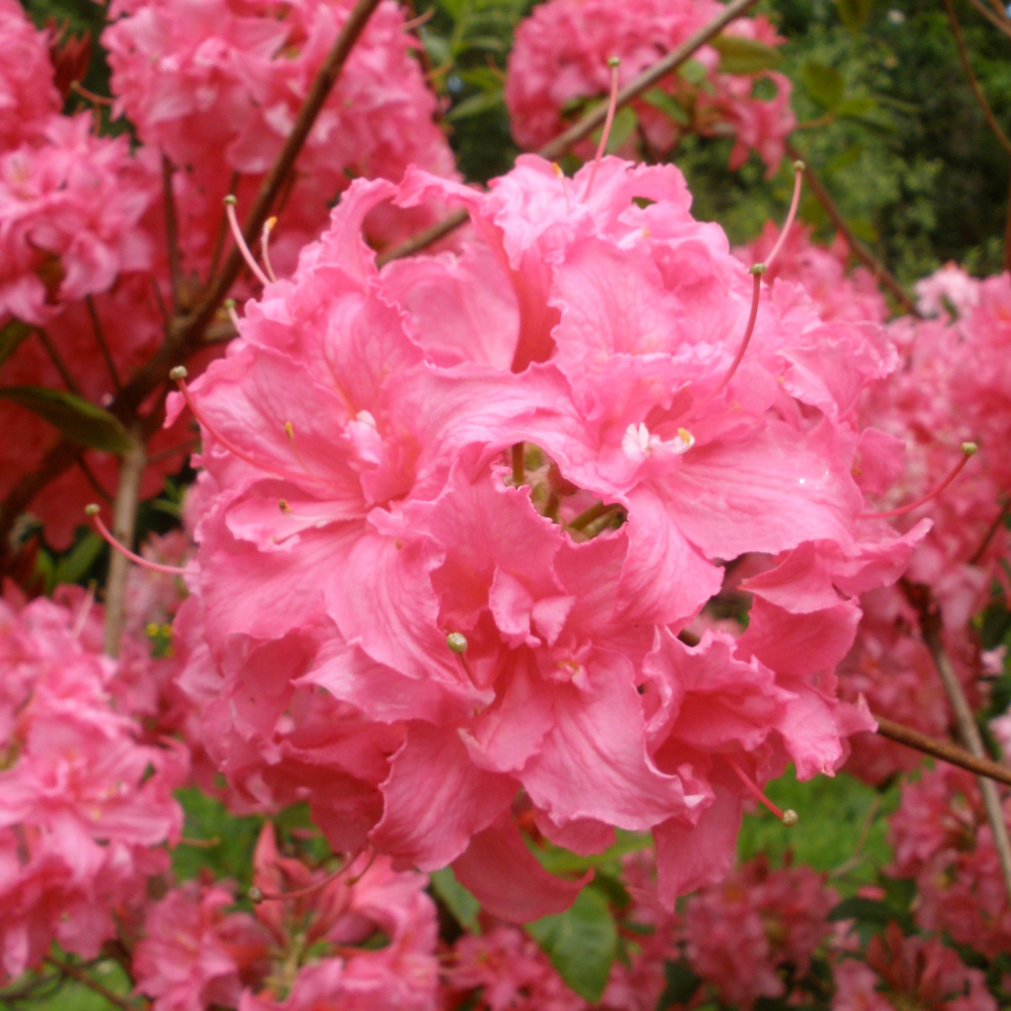 Charlotte Megan Deciduous Azalea - Buy Charlotte Megan Rhododendron ...