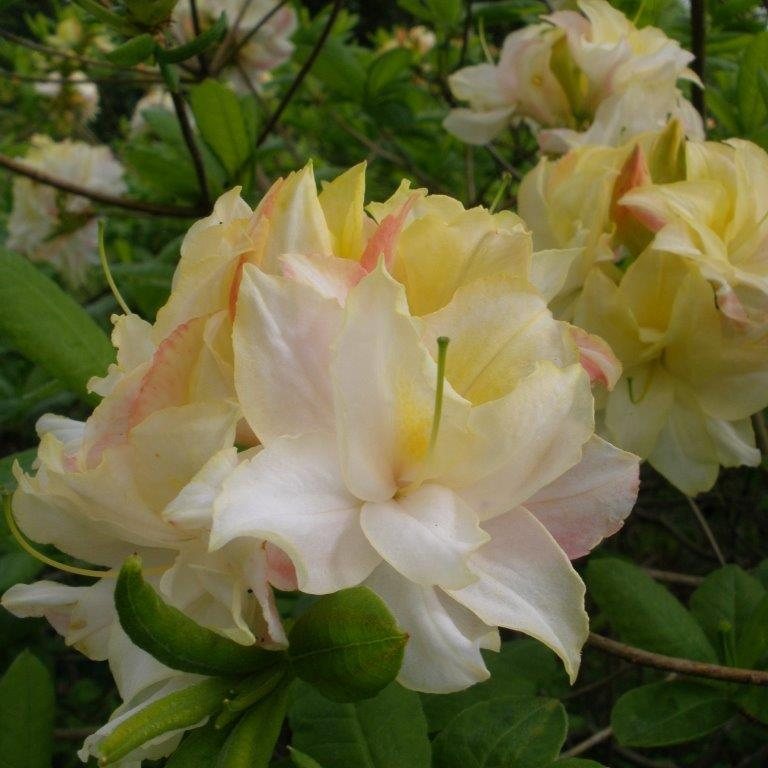 Deciduous Azalea Chelsea Reach - Millais Nurseries
