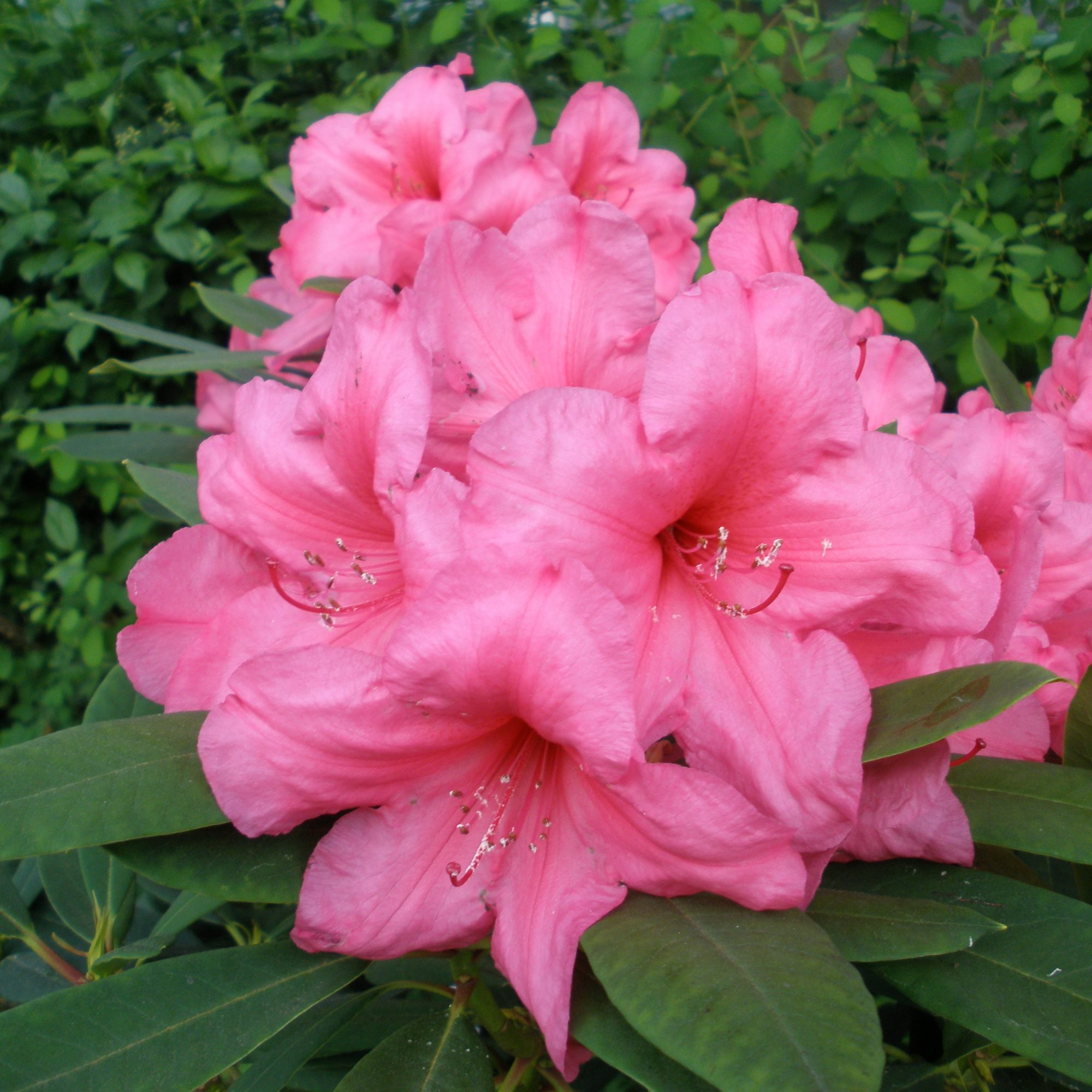 Rhododendron Oregonia - Tall Hybrid Rhododendrons - Millais Nurseries