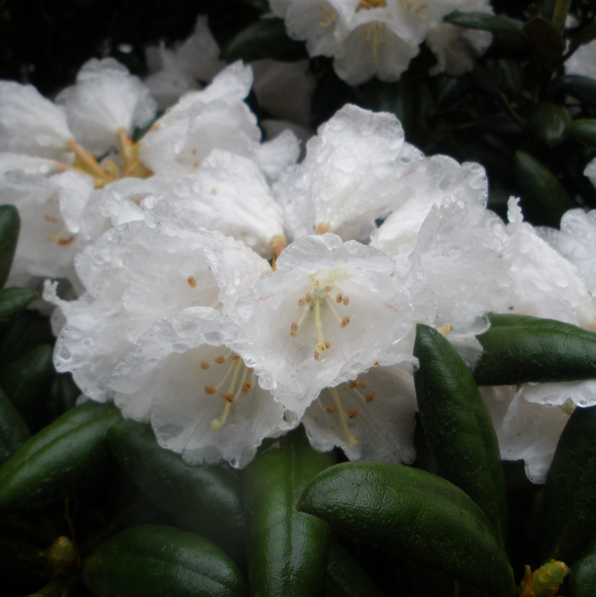 Rhododendron yakushimanum 'Best Dane' AGM - Species Rhododendrons ...