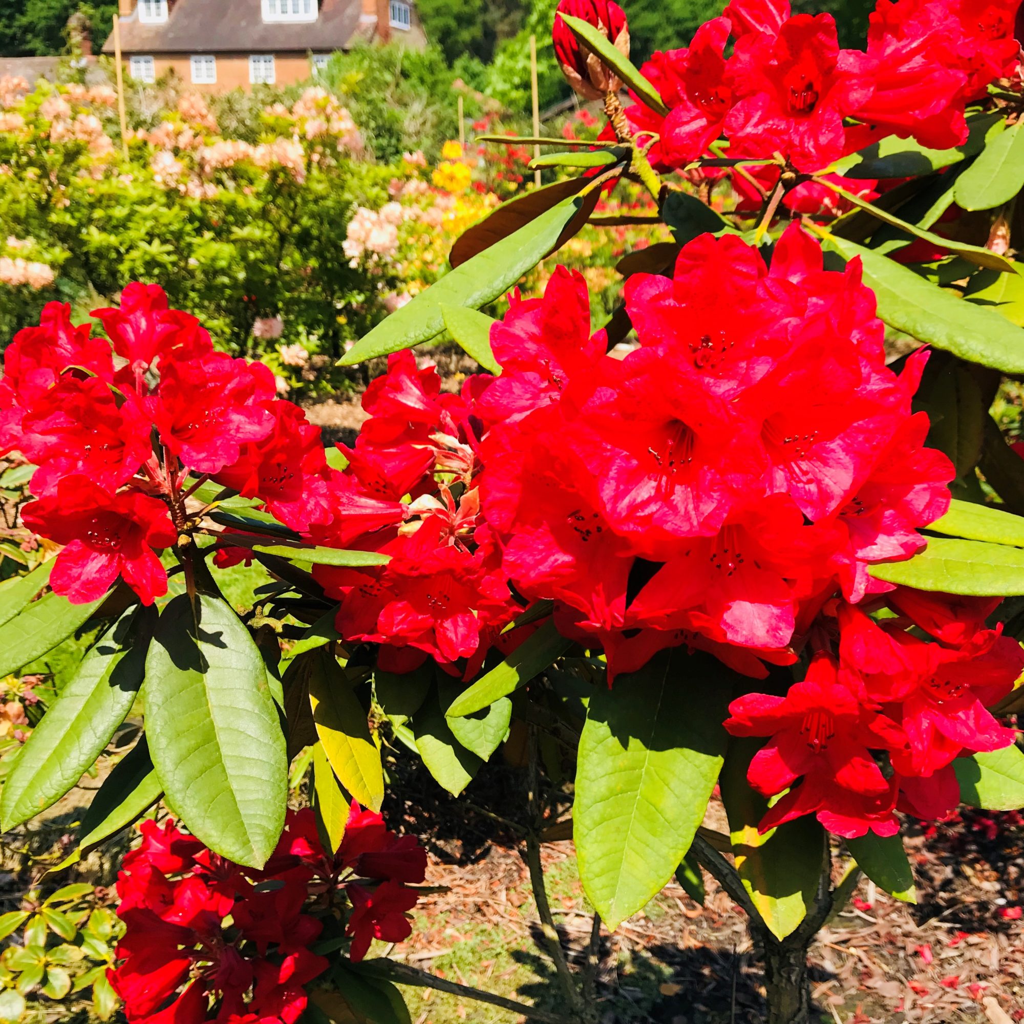 Rhododendron Gwillt King - Tall Hybrid Rhododendrons - Millais Nurseries