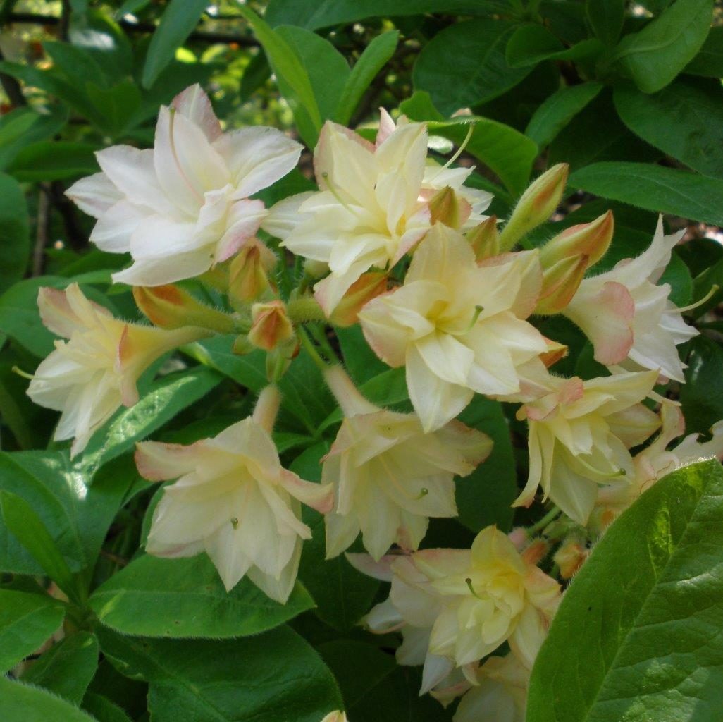 Deciduous Azalea Colin Kenrick - Millais Nurseries