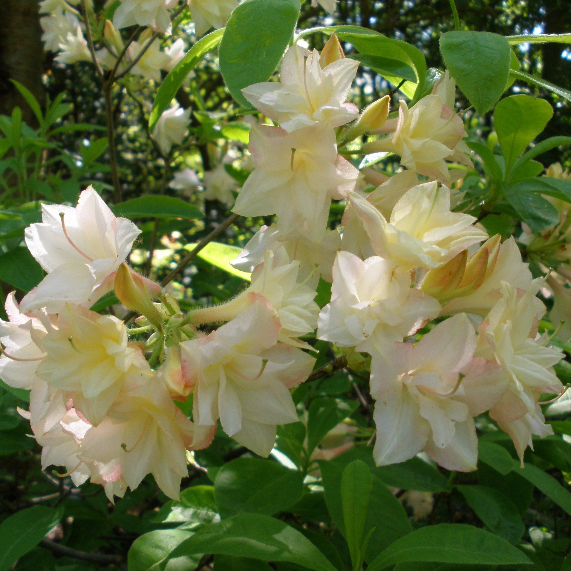 Deciduous Azalea Colin Kenrick - Millais Nurseries