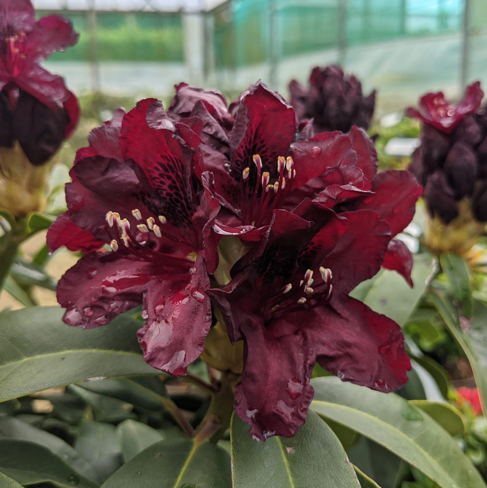 Rhododendron Kali - Tall Hybrid Rhododendrons - Millais Nurseries