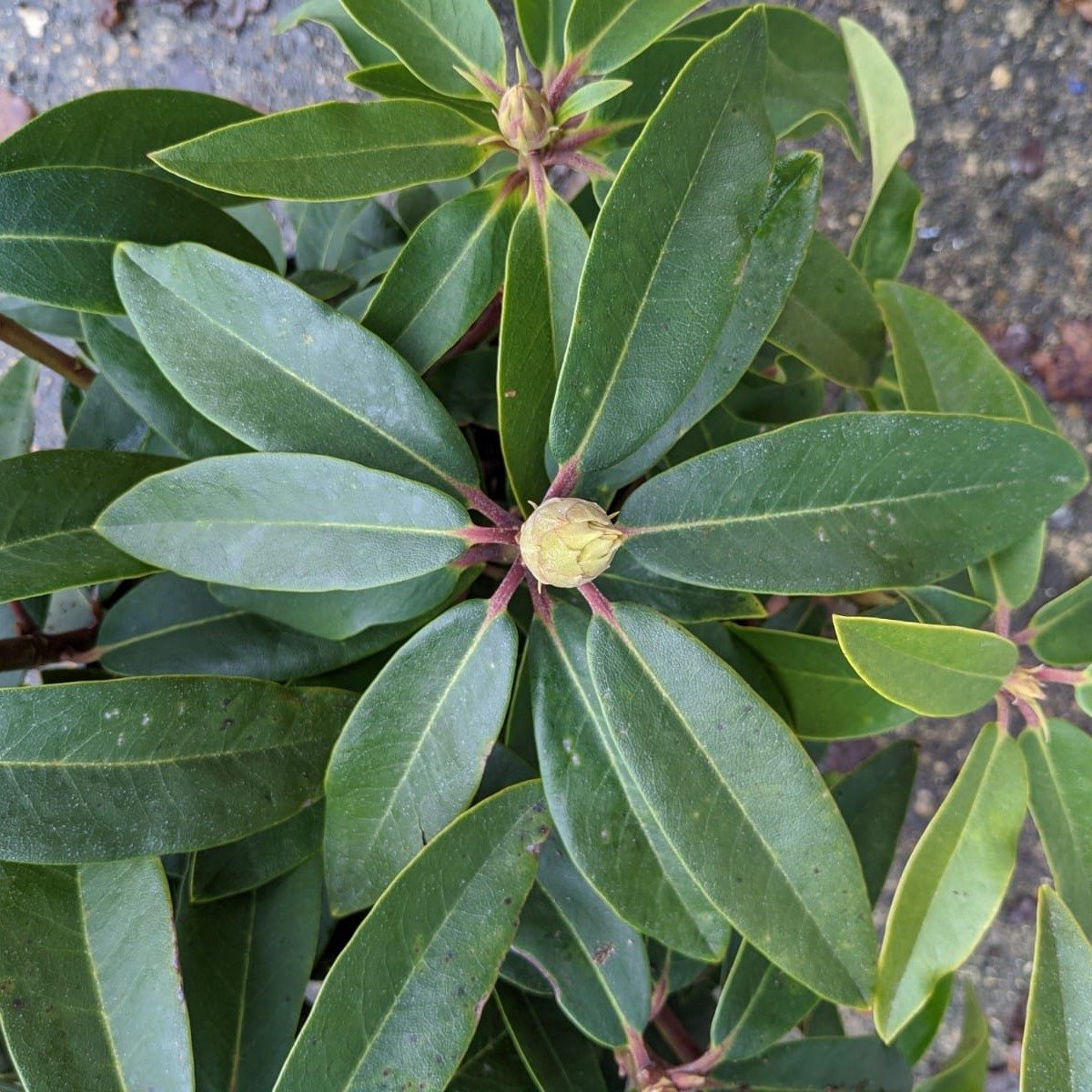 Rhododendron Brisanz - Compact Rhododendrons - Millais Nurseries