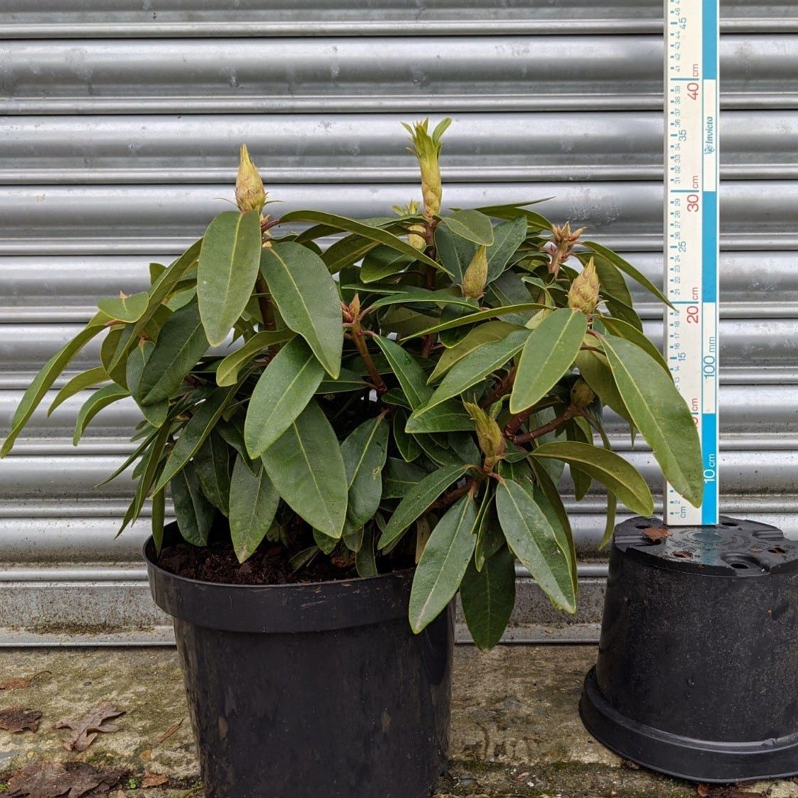 Rhododendron Brisanz - Compact Rhododendrons - Millais Nurseries