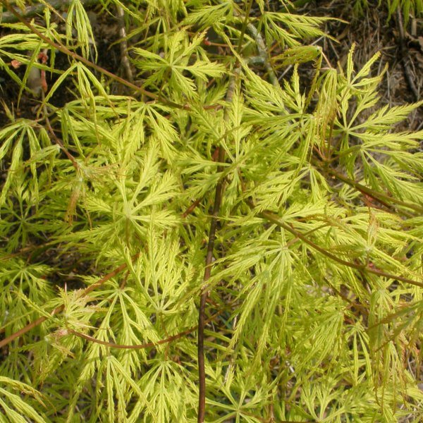 Acer palmatum dissectum 'Filigree' - Buy Filigree Japanese Maples ...