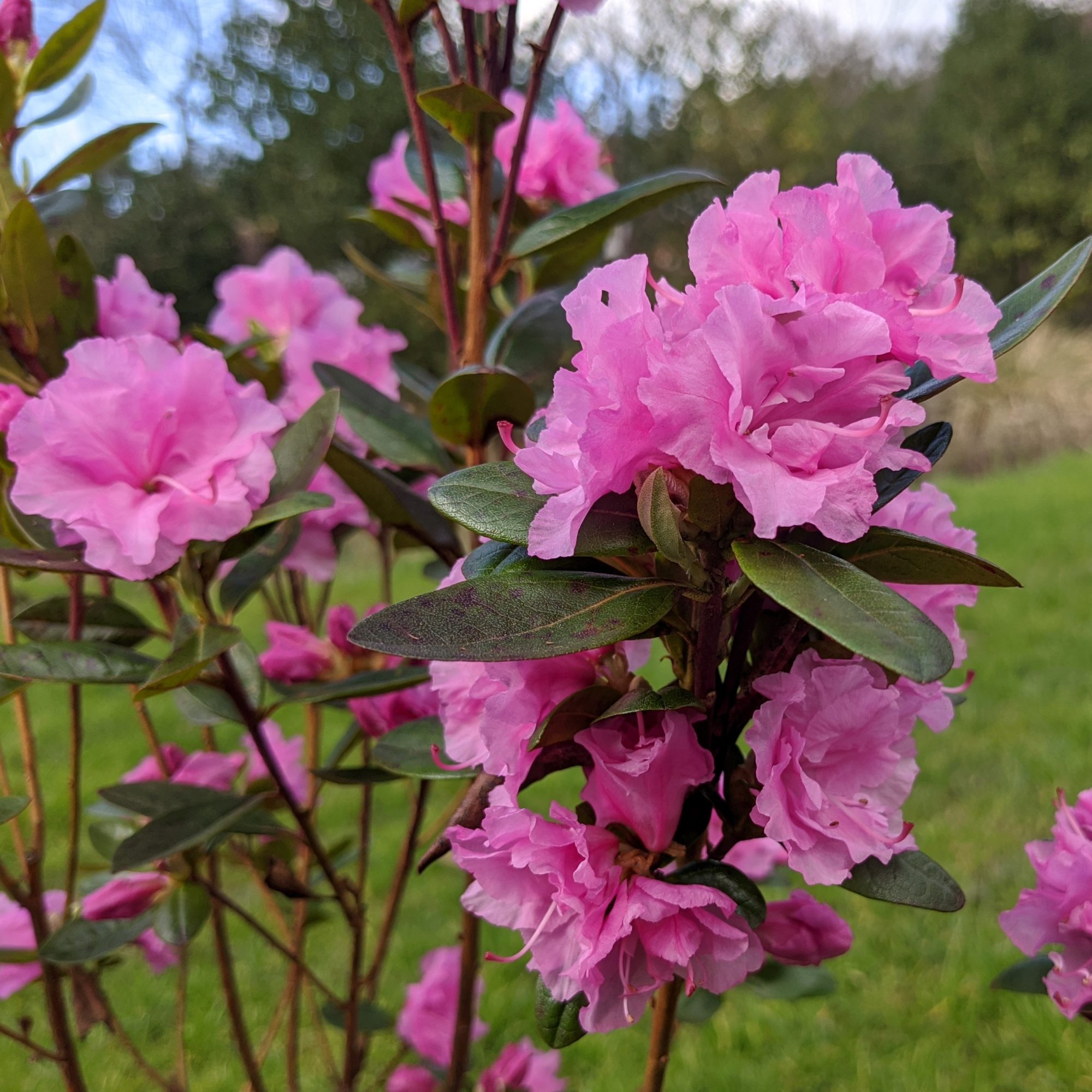 Rhododendron Staccato - Small Leaved Rhododendrons - Millais Nurseries