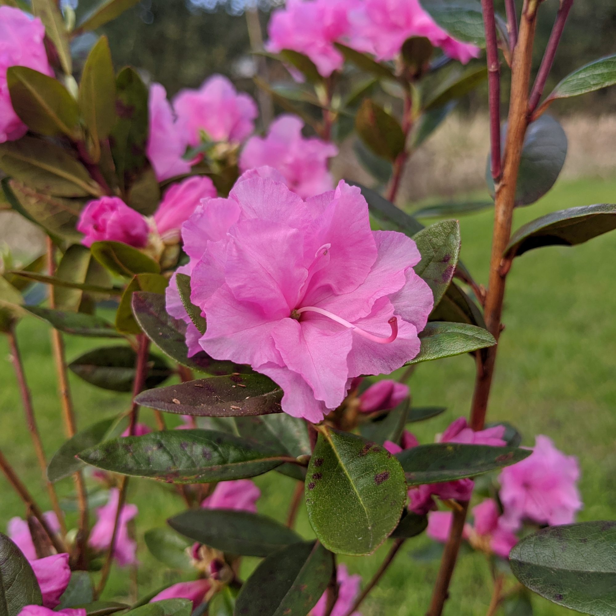 Rhododendron Staccato - Small Leaved Rhododendrons - Millais Nurseries