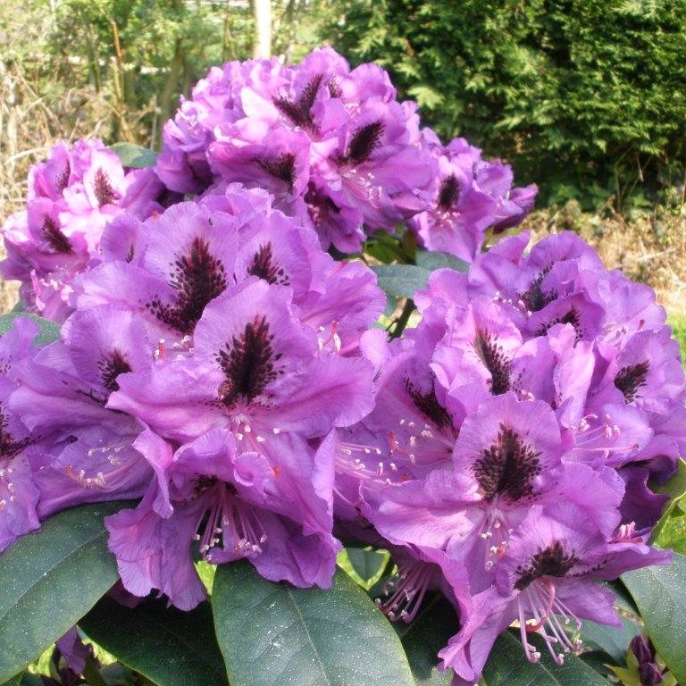 Rhododendron Peter Alan - Tall Hybrid Rhododendrons - Millais Nurseries