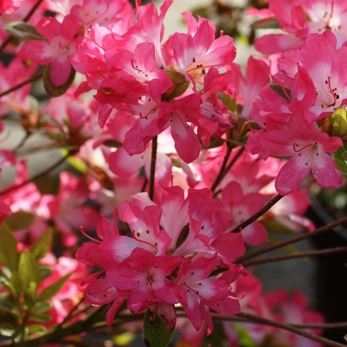 Evergreen Azalea Izumi-no-mai - Evergreen Azaleas - Millais Nurseries