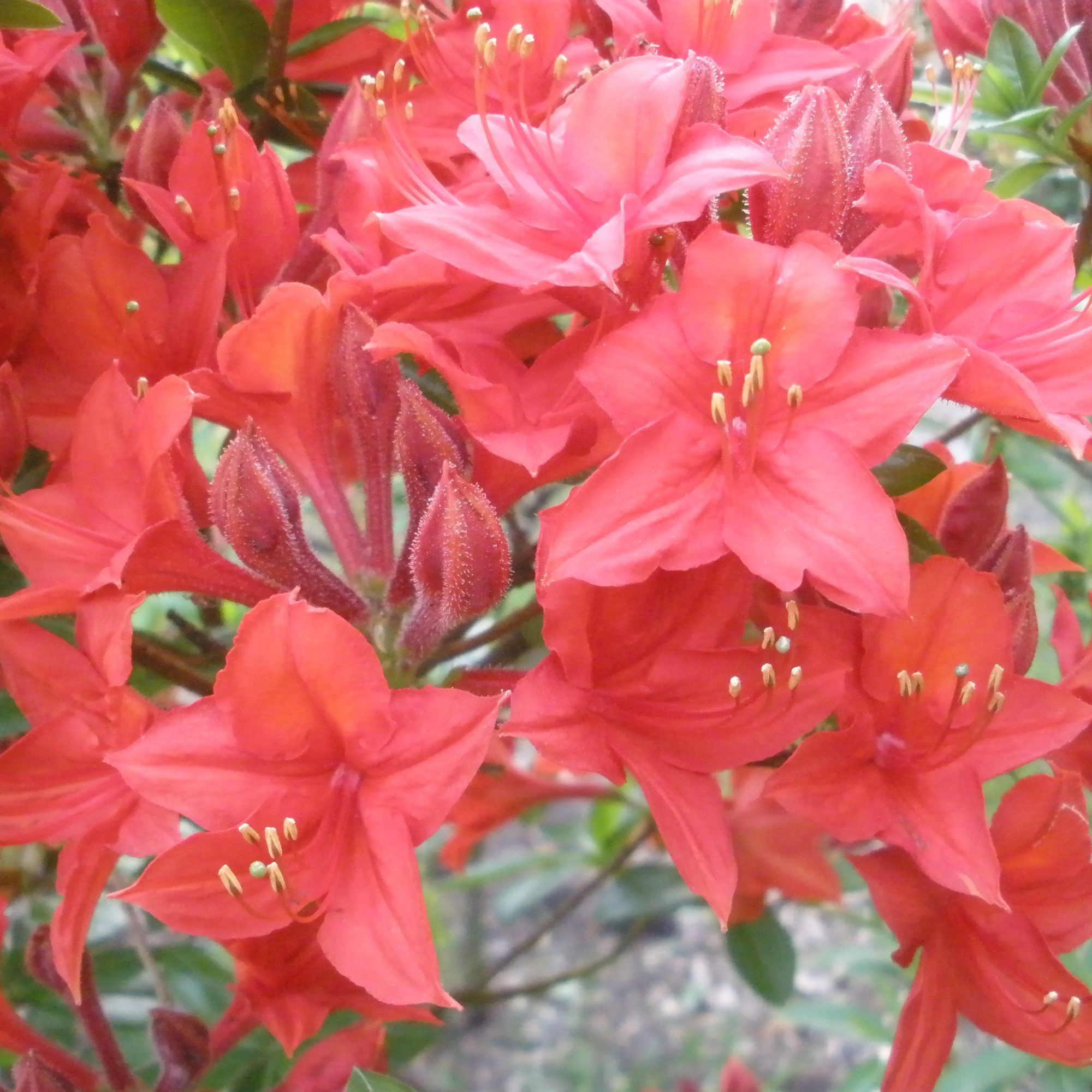 Crosswater Red Deciduous Azalea - Buy Rhododendron Crosswater Red ...