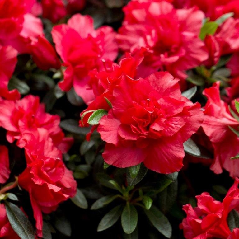 Evergreen Azalea Rani - Evergreen Azaleas - Millais Nurseries