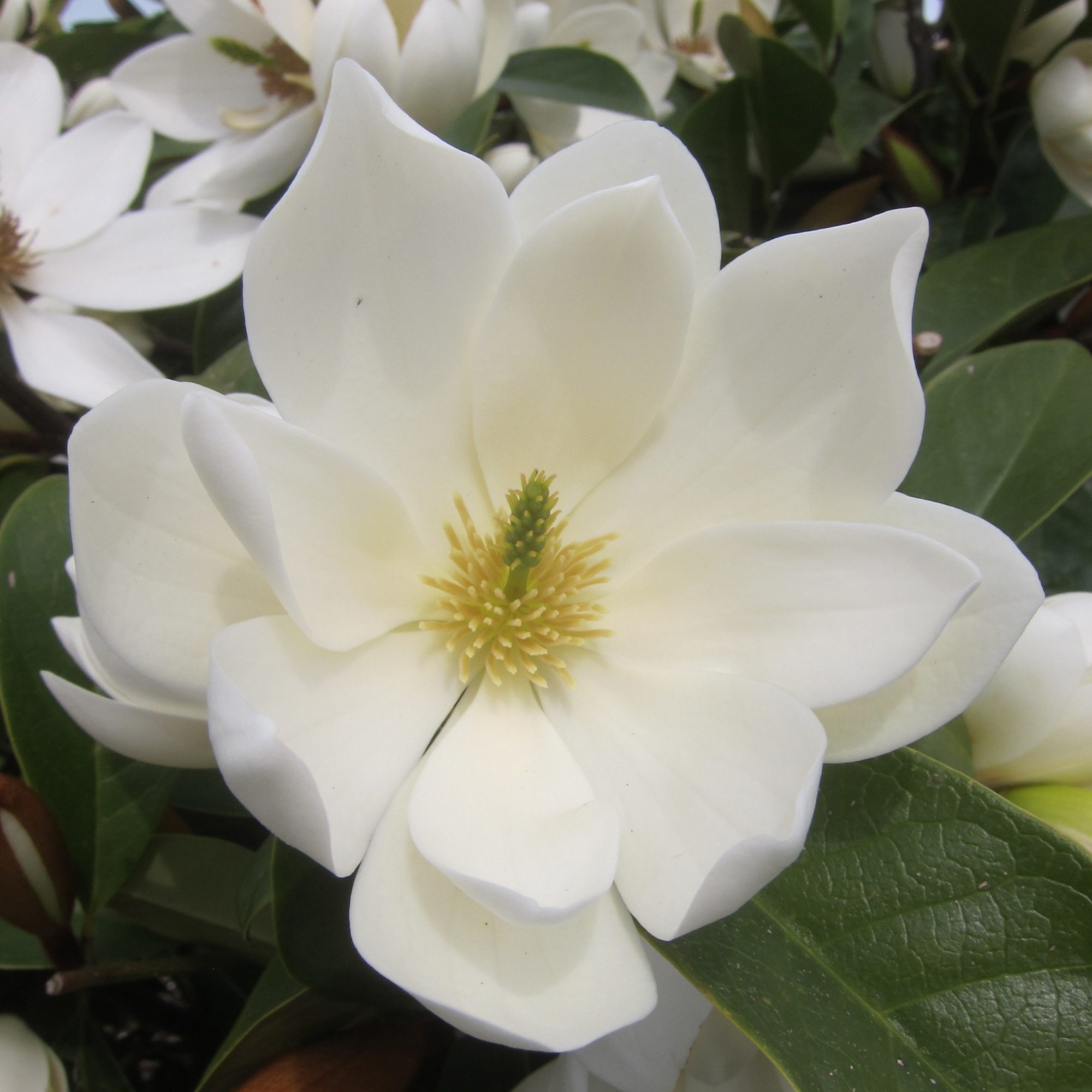 Magnolia Fairy Cream - Magnolias - Millais Nurseries