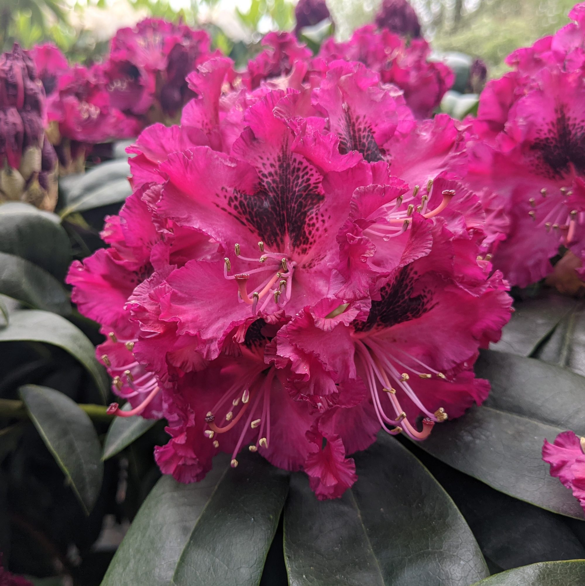 Rhododendron Marie Fortie - Tall Hybrid Rhododendrons - Millais Nurseries