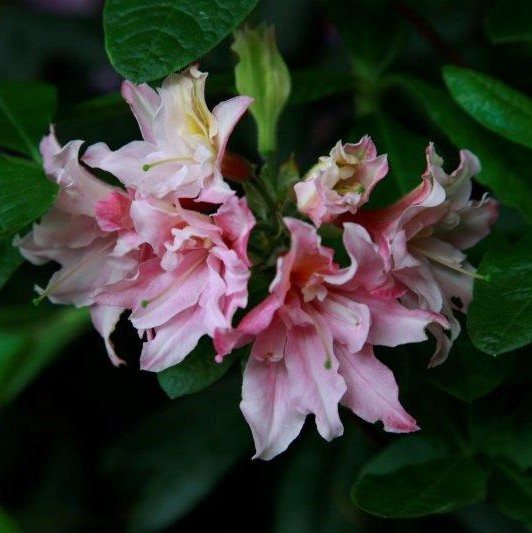 Deciduous Azalea Double Parfait - Deciduous Azaleas - Millais Nurseries