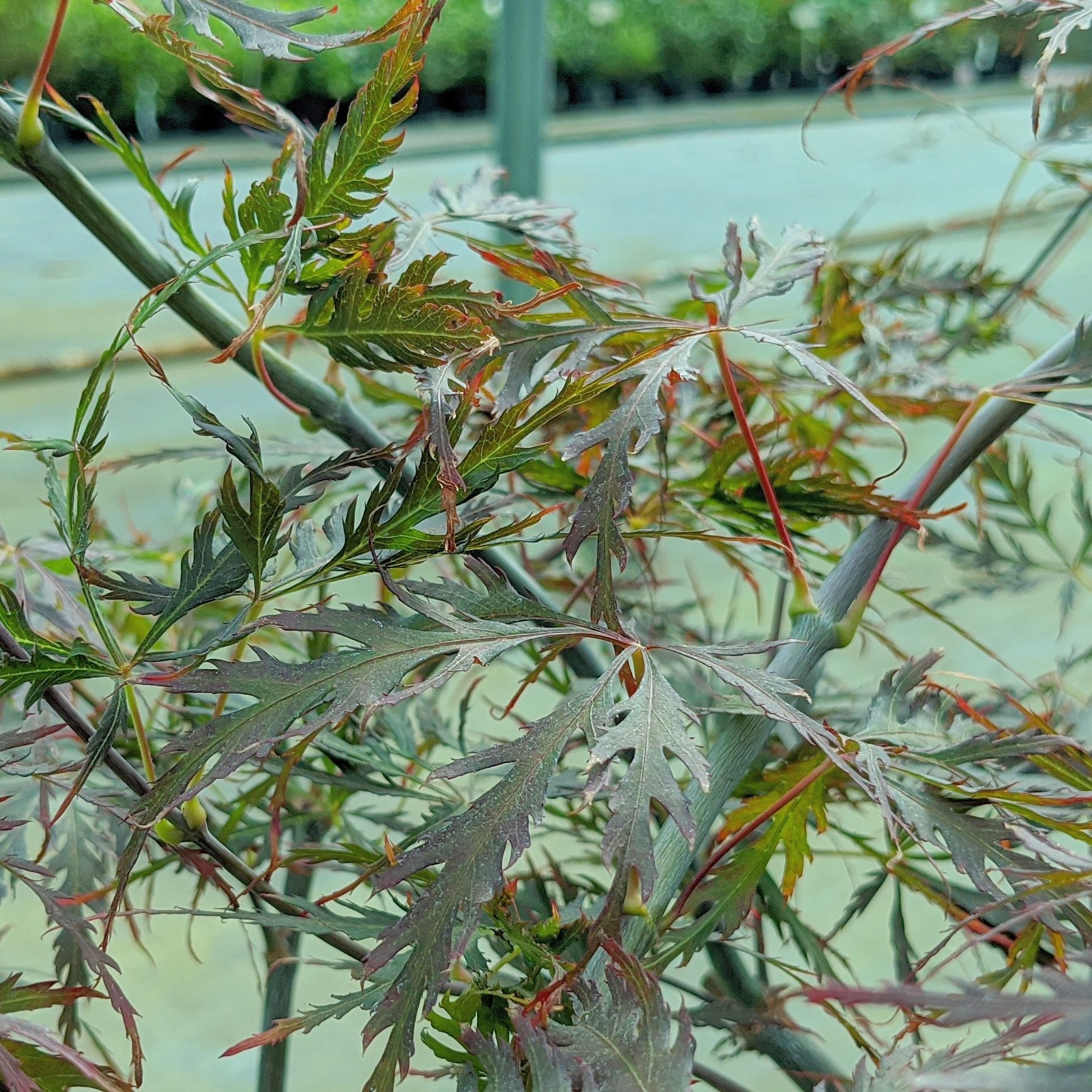 Acer palmatum 'Firecracker' - Acers - Millais Nurseries