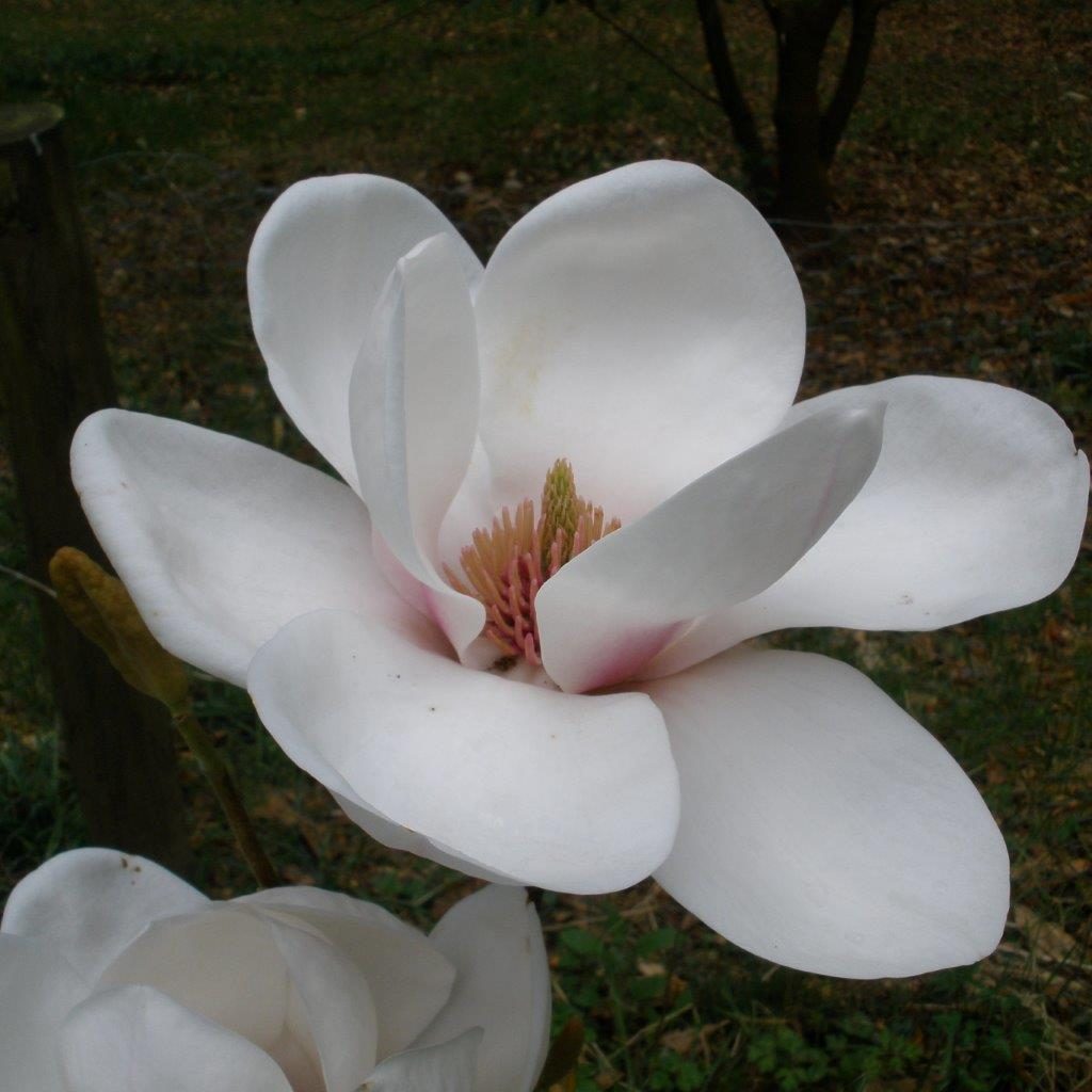 Buy Magnolias from Millais Nurseries Online Magnolia Shop - Millais ...