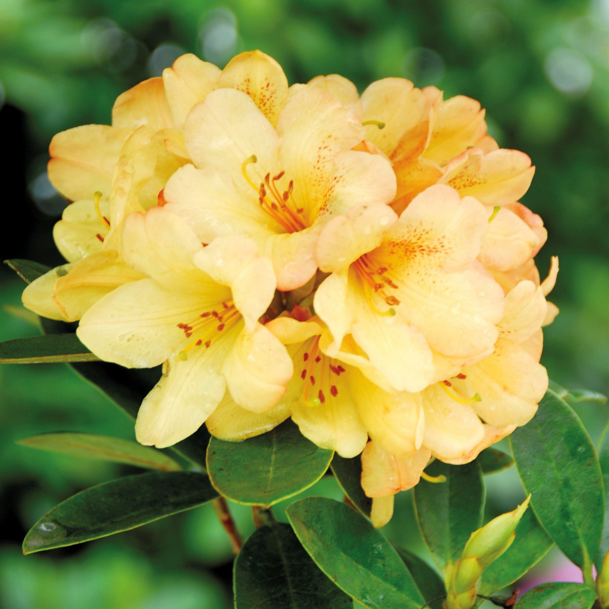 Rhododendron Moon Fire - Compact Rhododendrons - Millais Nurseries