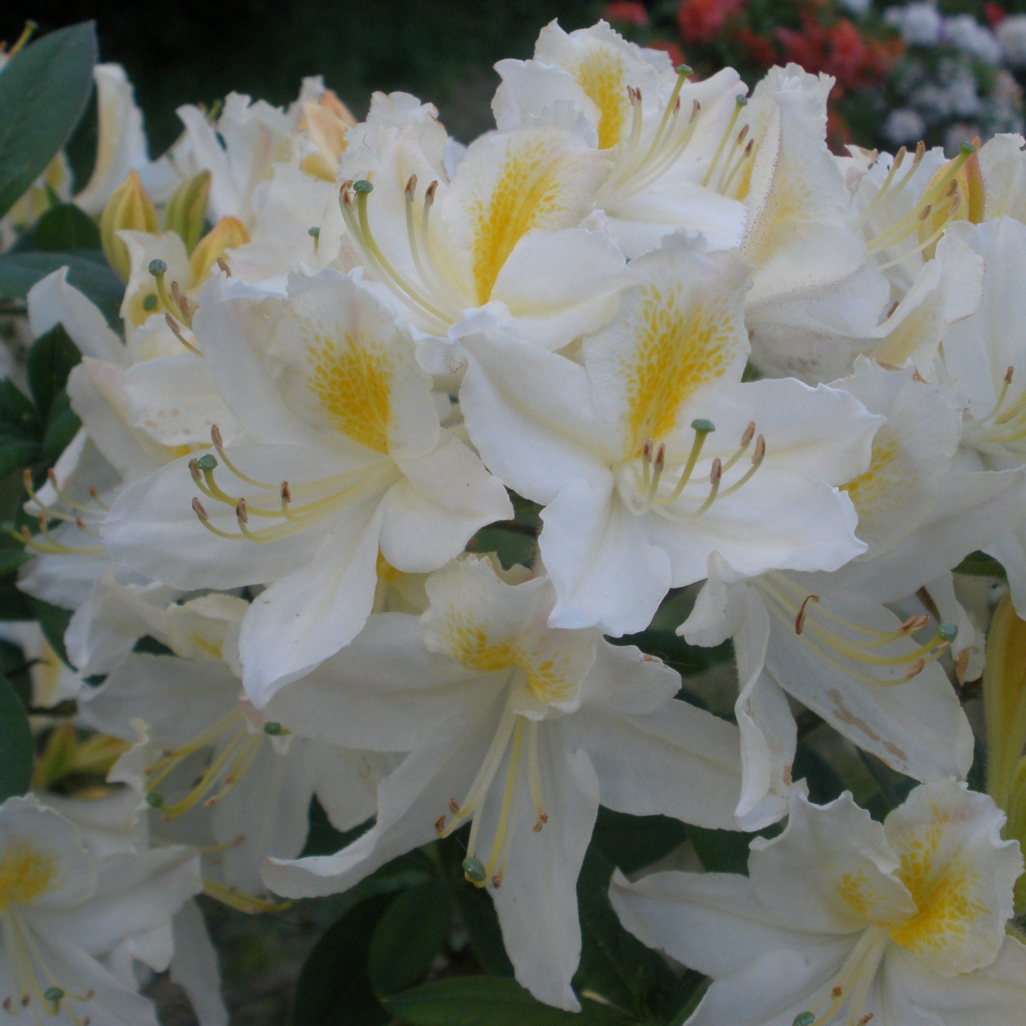Daviesii Deciduous Azalea - Buy Rhododendron Daviesii AGM online ...