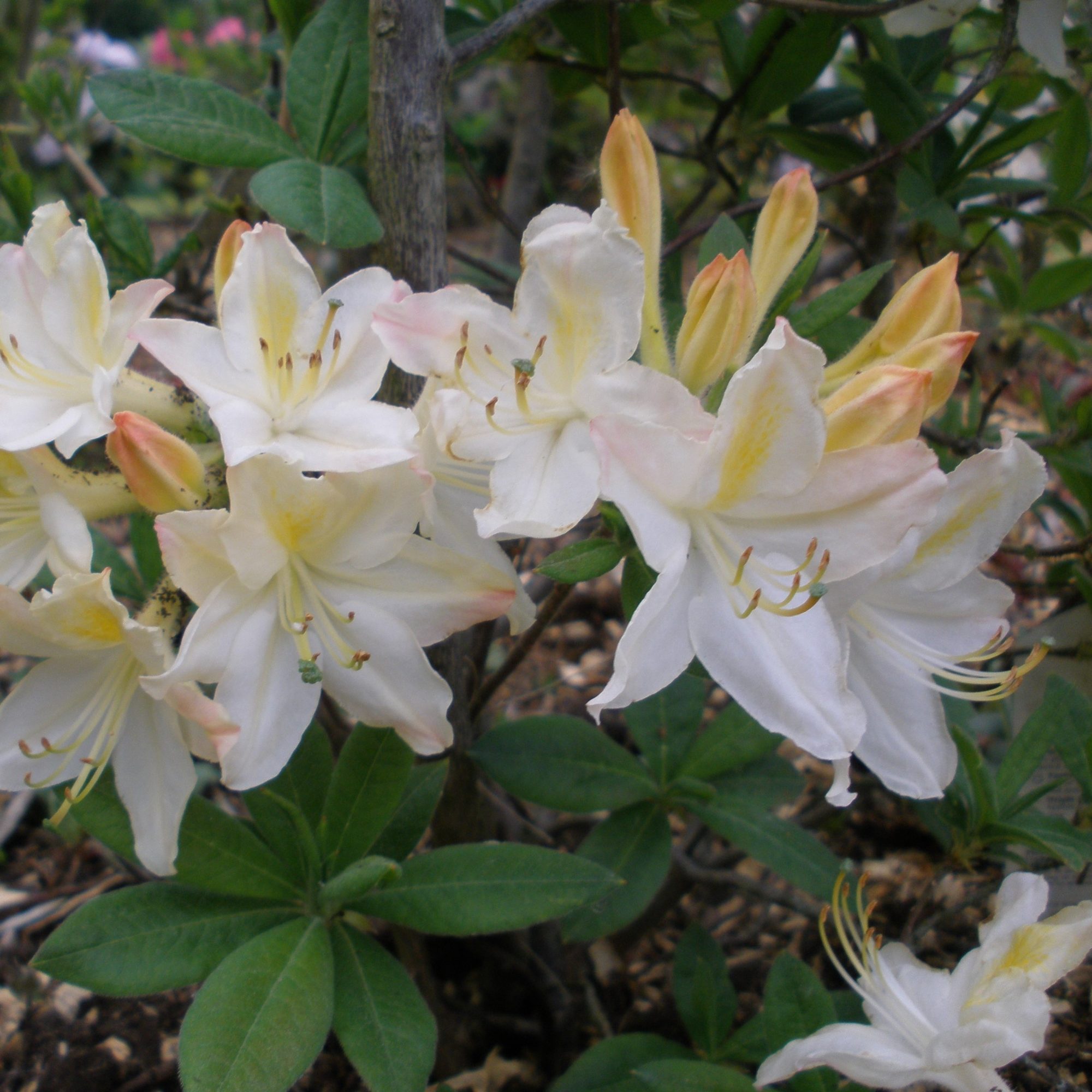Daviesii Deciduous Azalea - Buy Rhododendron Daviesii AGM online ...