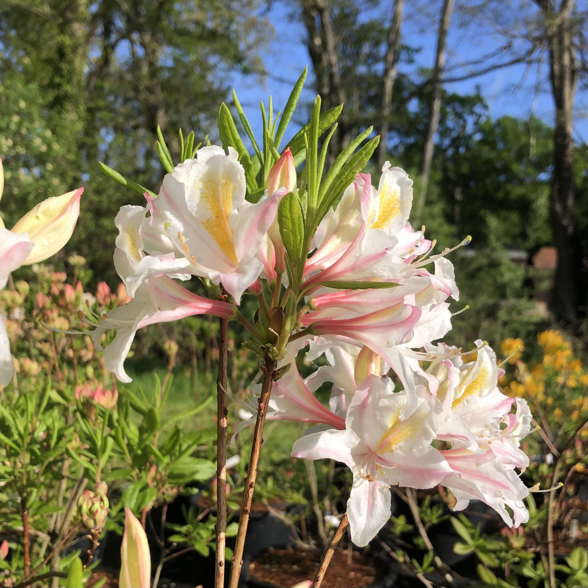 Delicatissimum Deciduous Azalea - Buy Rhododendron Delicatissimum ...