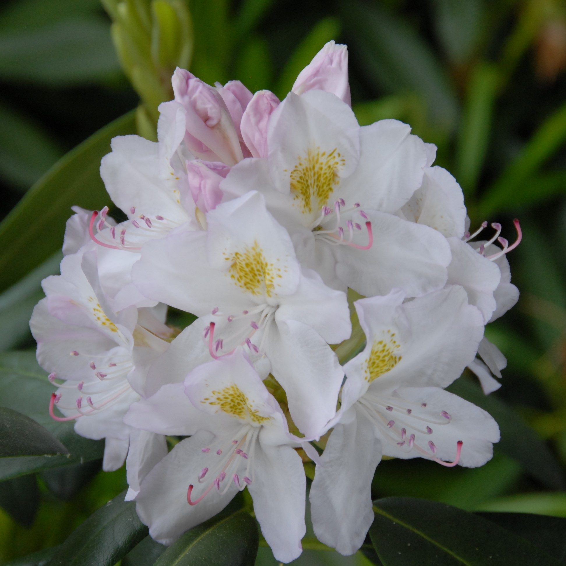 Rhododendron Catawbiense Boursault INKARHO - Buy Rhododendrons ...
