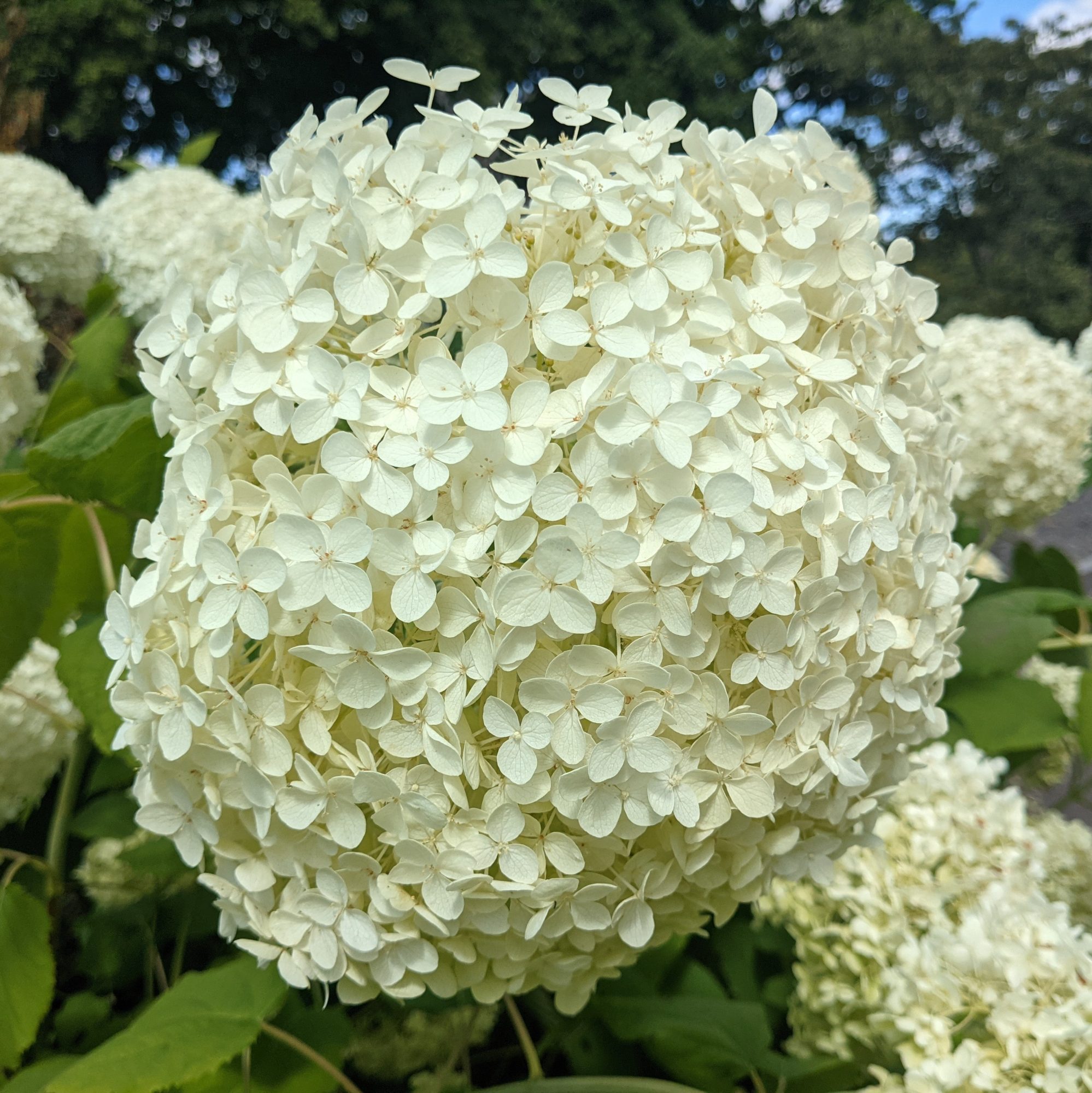 Hydrangea arborescens 'Annabelle' AGM - Companion Plants - Millais ...