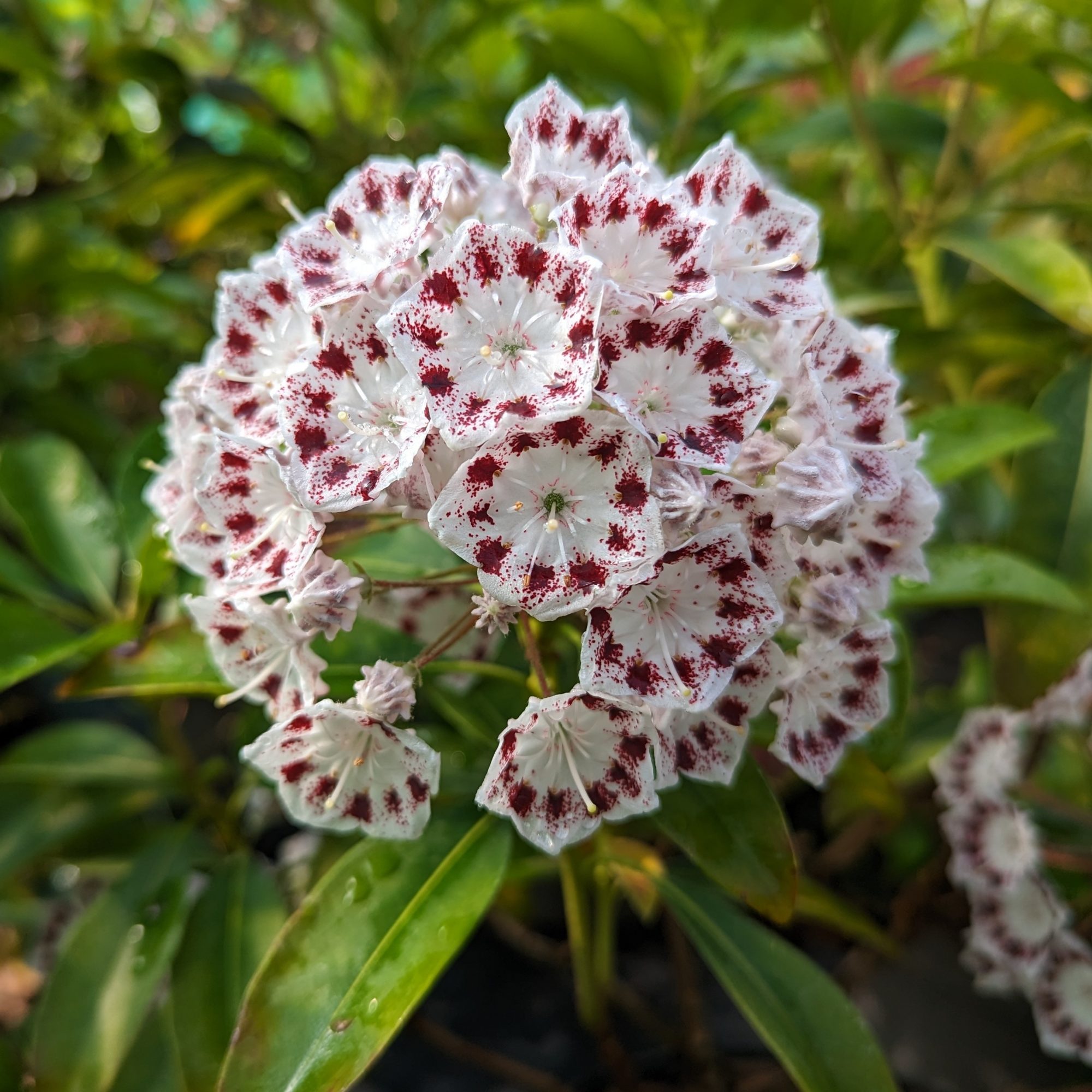 Kalmia latifolia ‘Nani’ - Choice Plants - Millais Nurseries