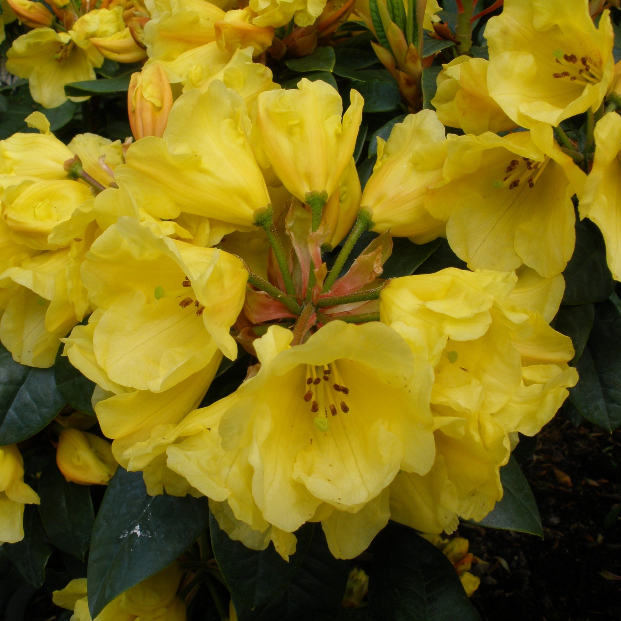 Buy Rhododendron Golden Everest online - Millais Nurseries