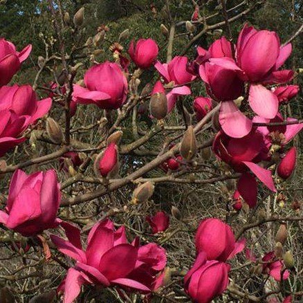 Magnolia Red as Red - Magnolias - Millais Nurseries