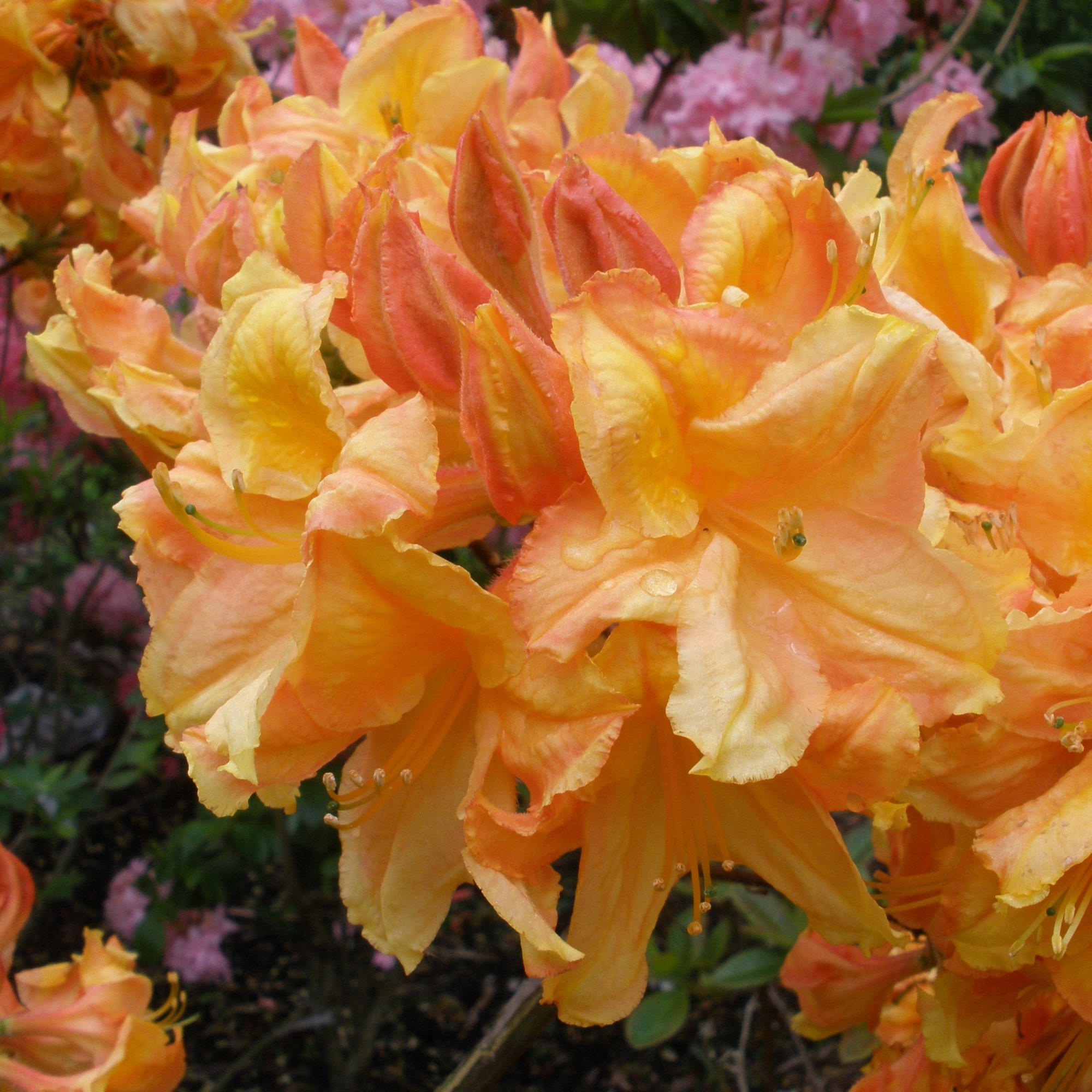 Deciduous Azalea Pamela Mary - Deciduous Azaleas - Millais Nurseries
