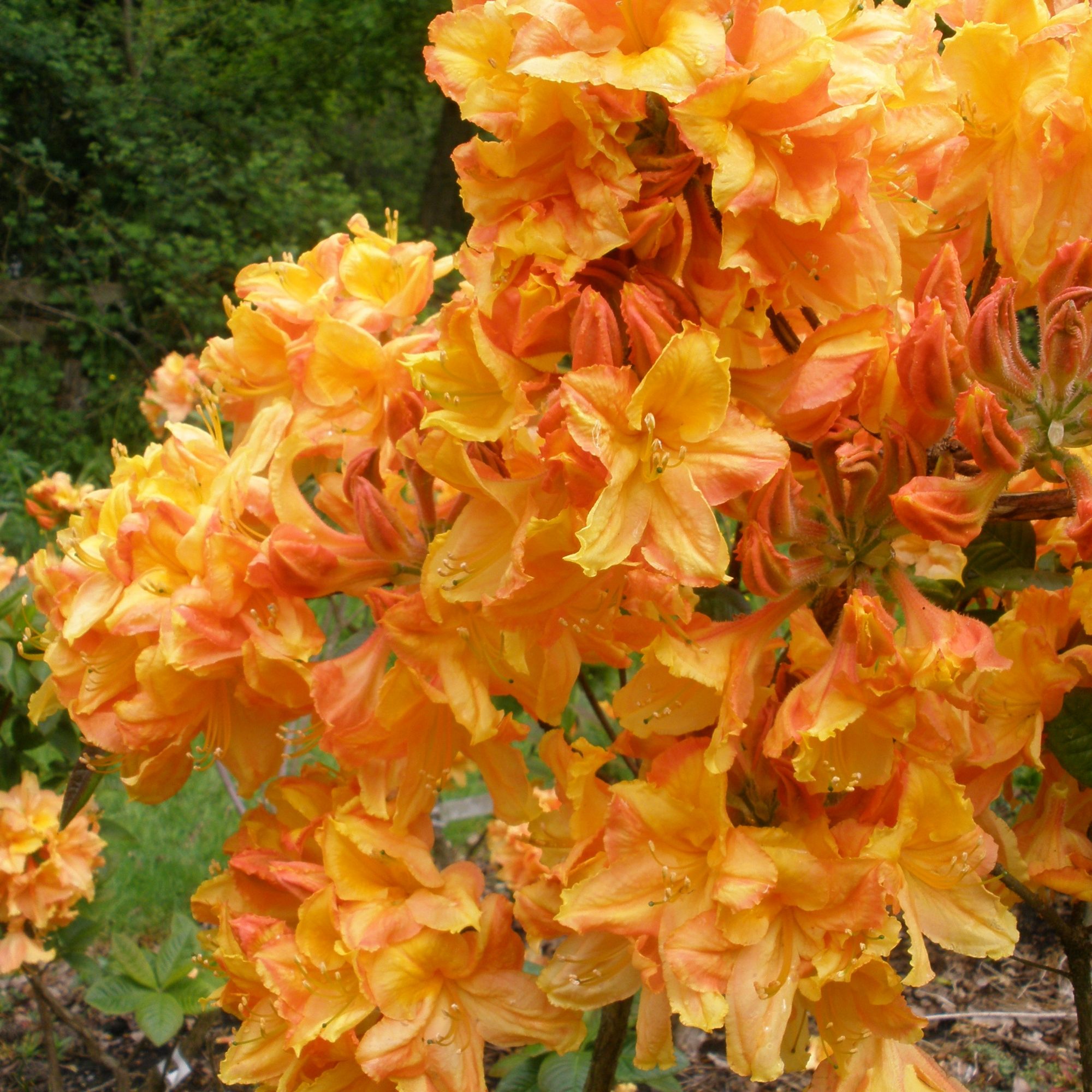 Deciduous Azalea Pamela Mary - Deciduous Azaleas - Millais Nurseries