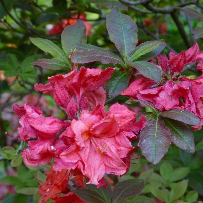 Deciduous Azalea Phil Legrand - Deciduous Azaleas - Millais Nurseries