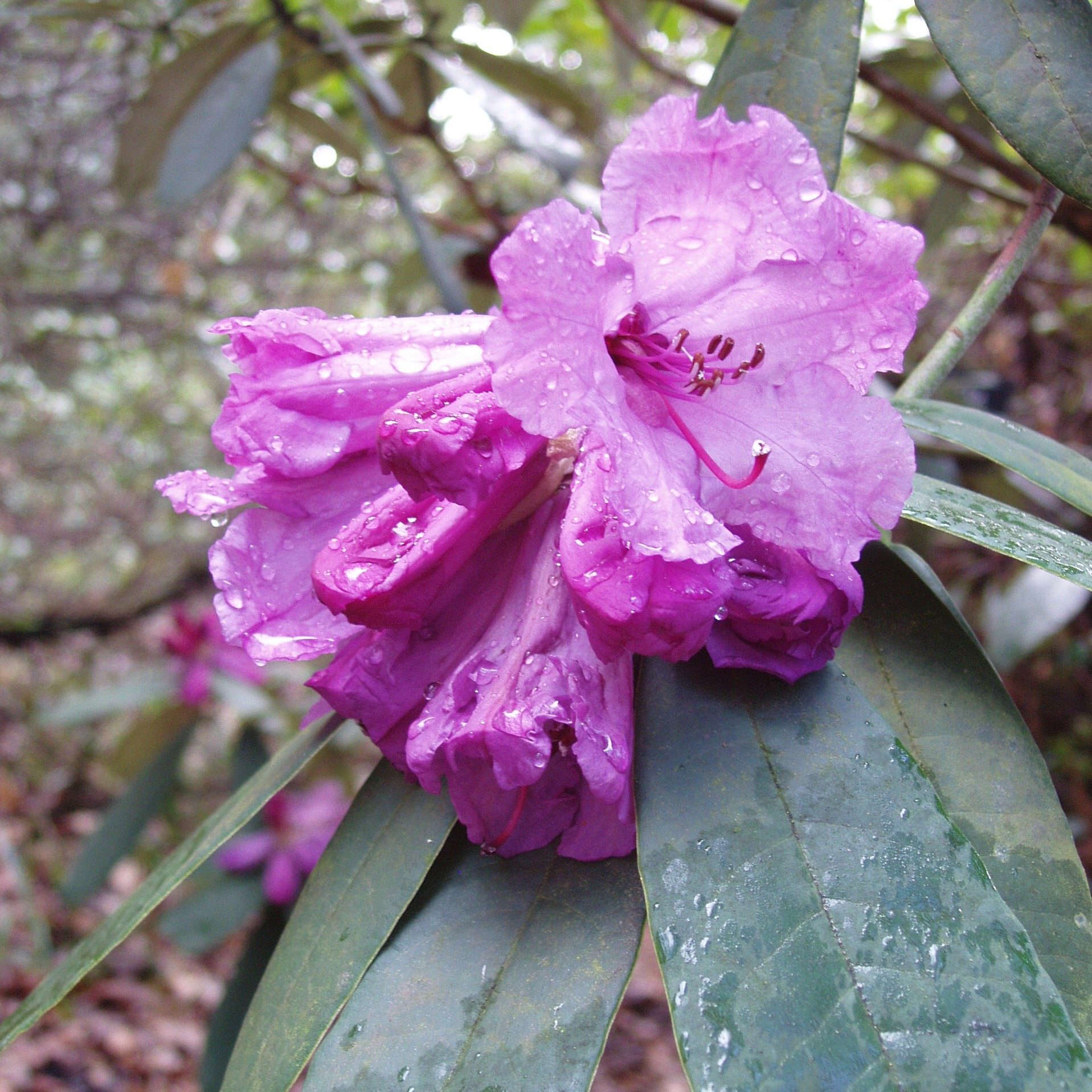 Rhododendron Snowy River - Tall Hybrid Rhododendrons - Millais Nurseries