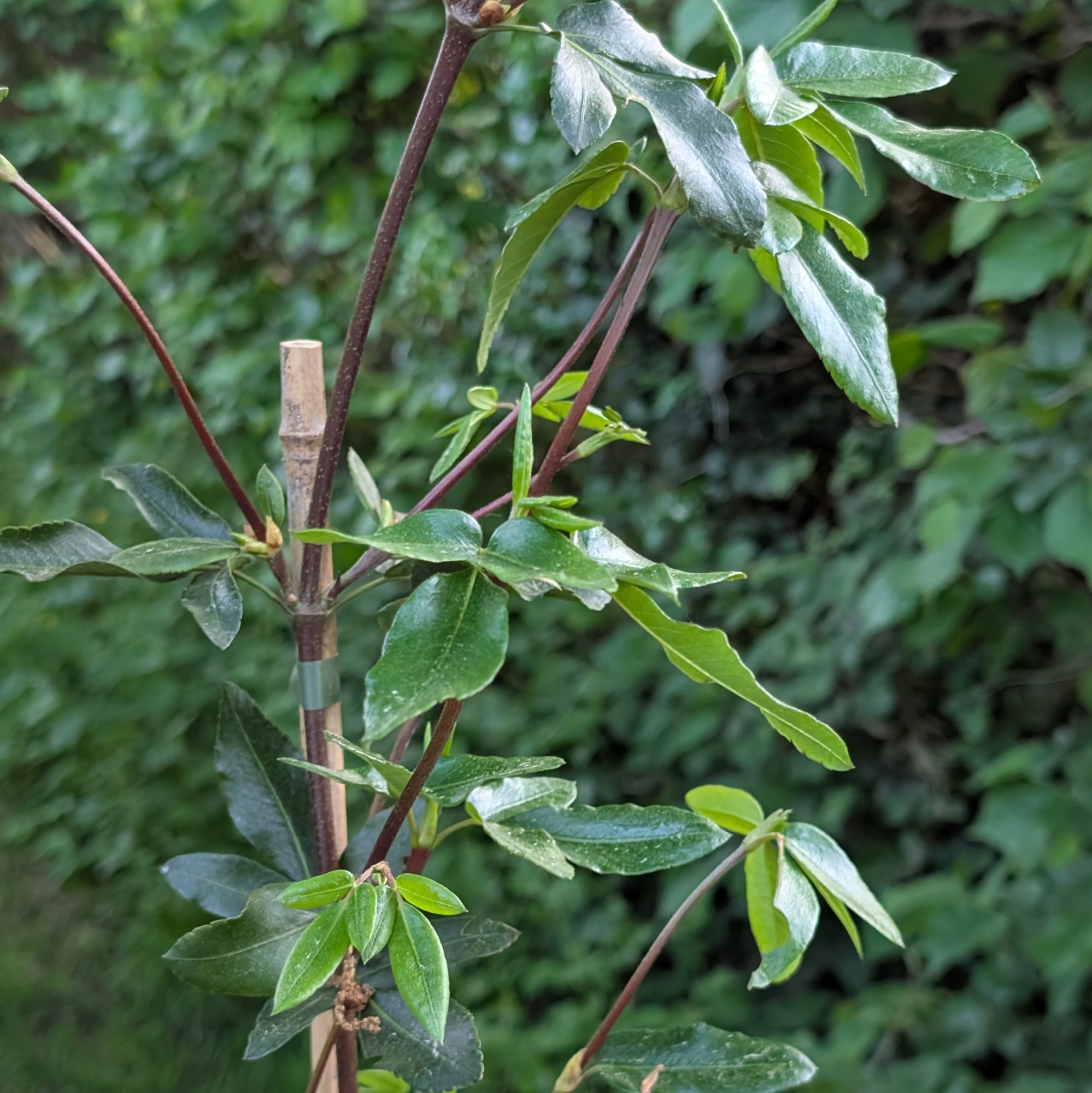 Eucryphia intermedia Rostrevor AGM - Choice Plants - Millais Nurseries