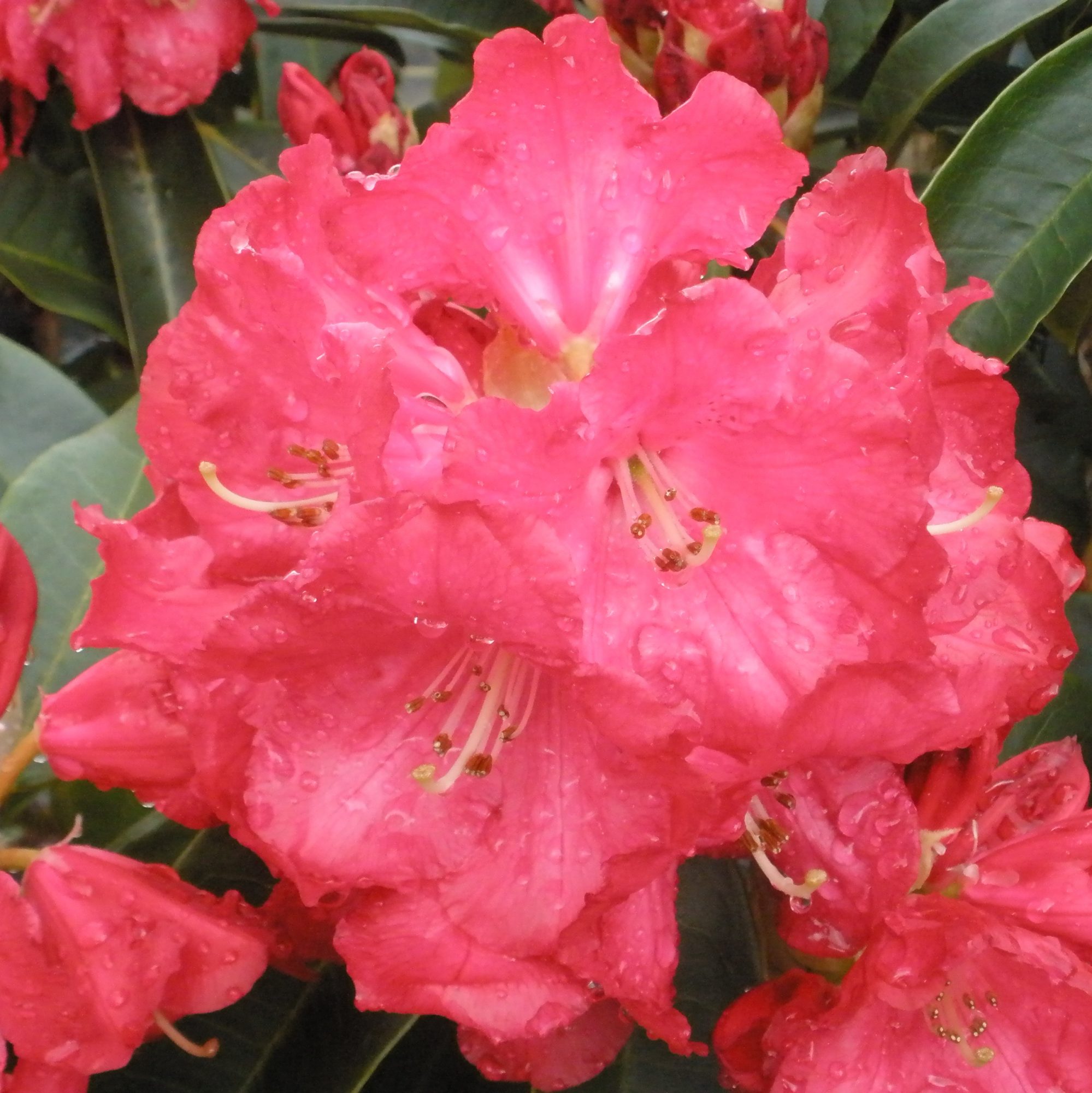 Rhododendron Halfdan Lem AGM STANDARD - Standards - Millais Nurseries