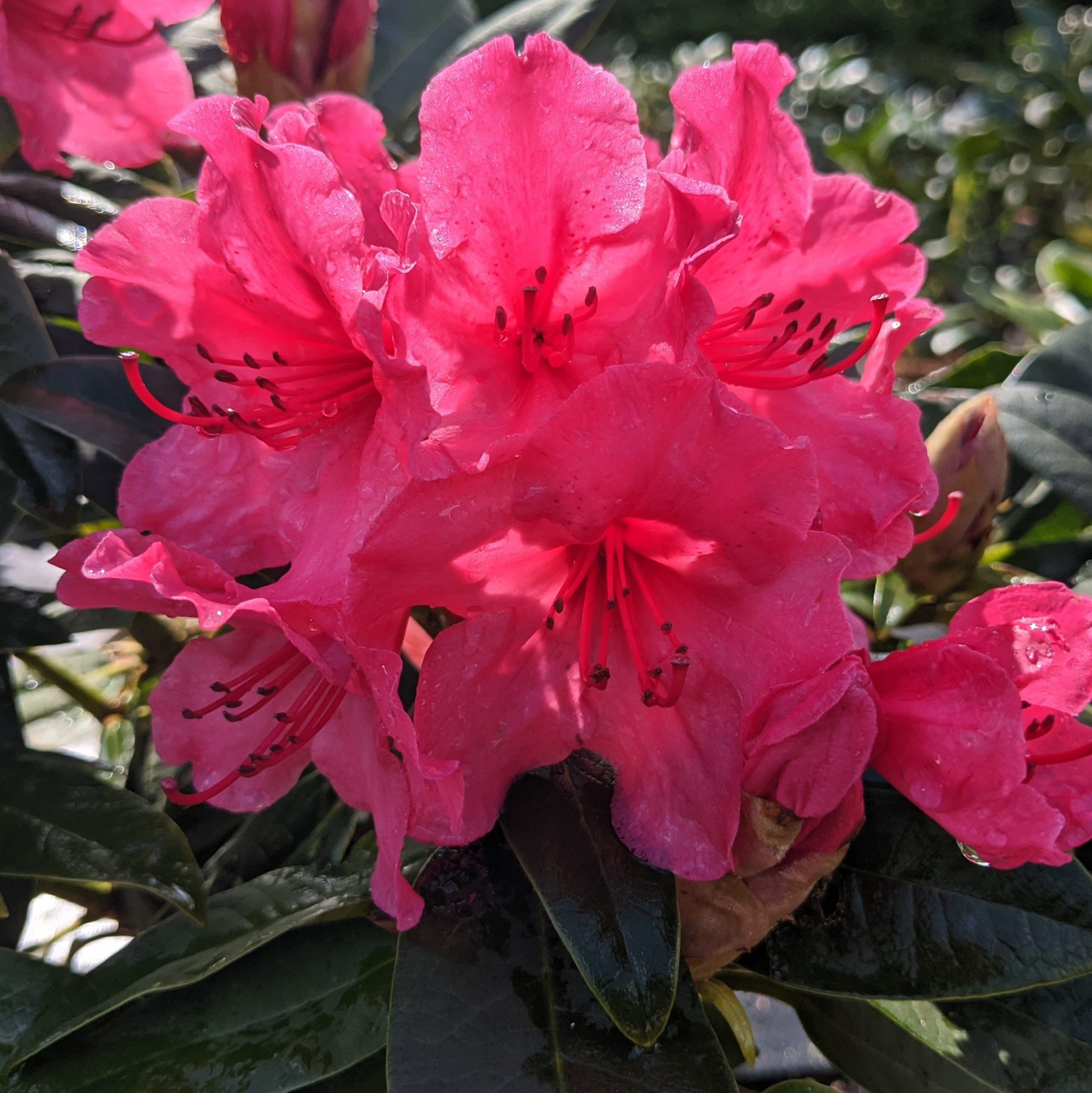 Rhododendron Cary Ann - Tall Hybrid Rhododendrons - Millais Nurseries