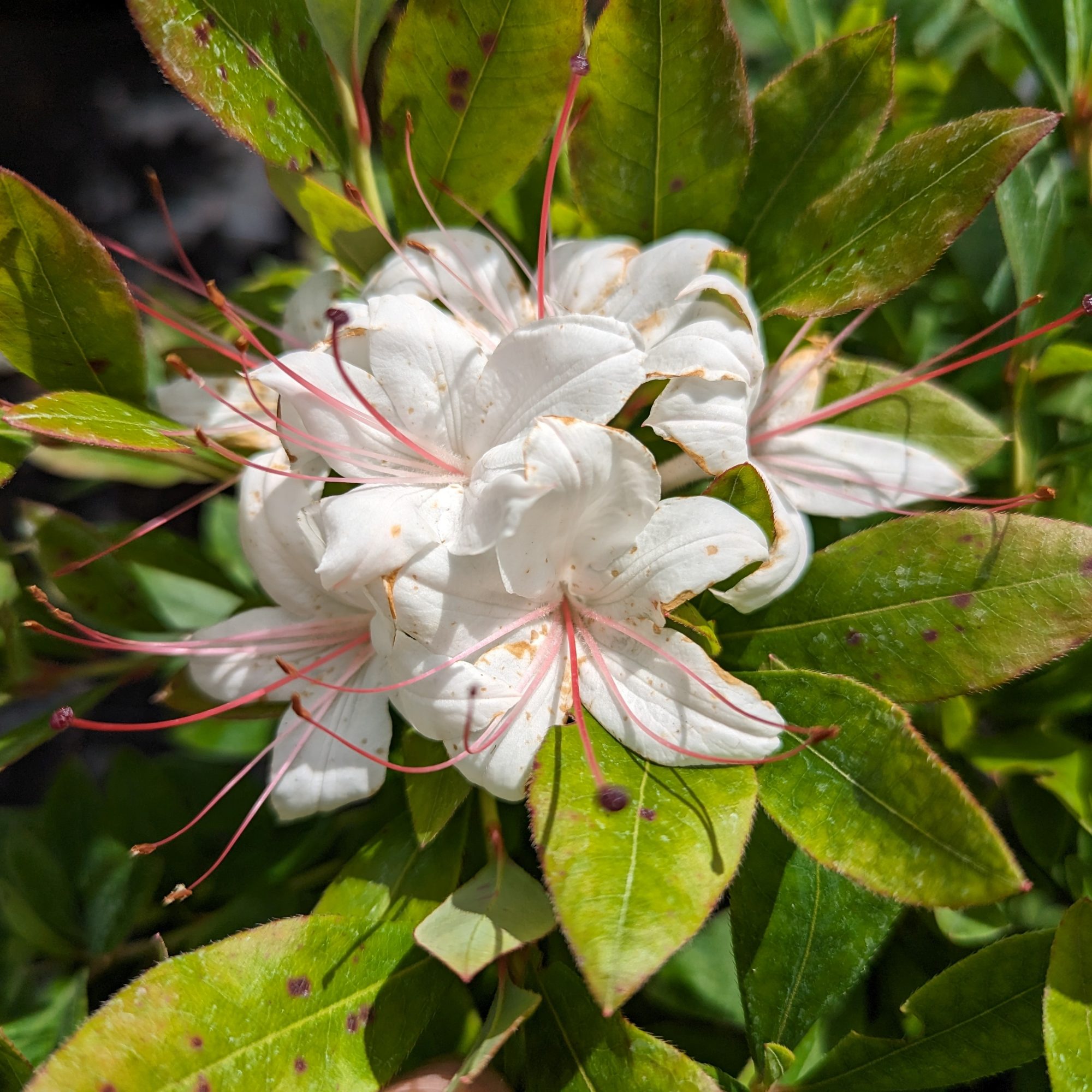 Deciduous Azalea viscosum 'Queen's Choice' - Deciduous Azaleas ...