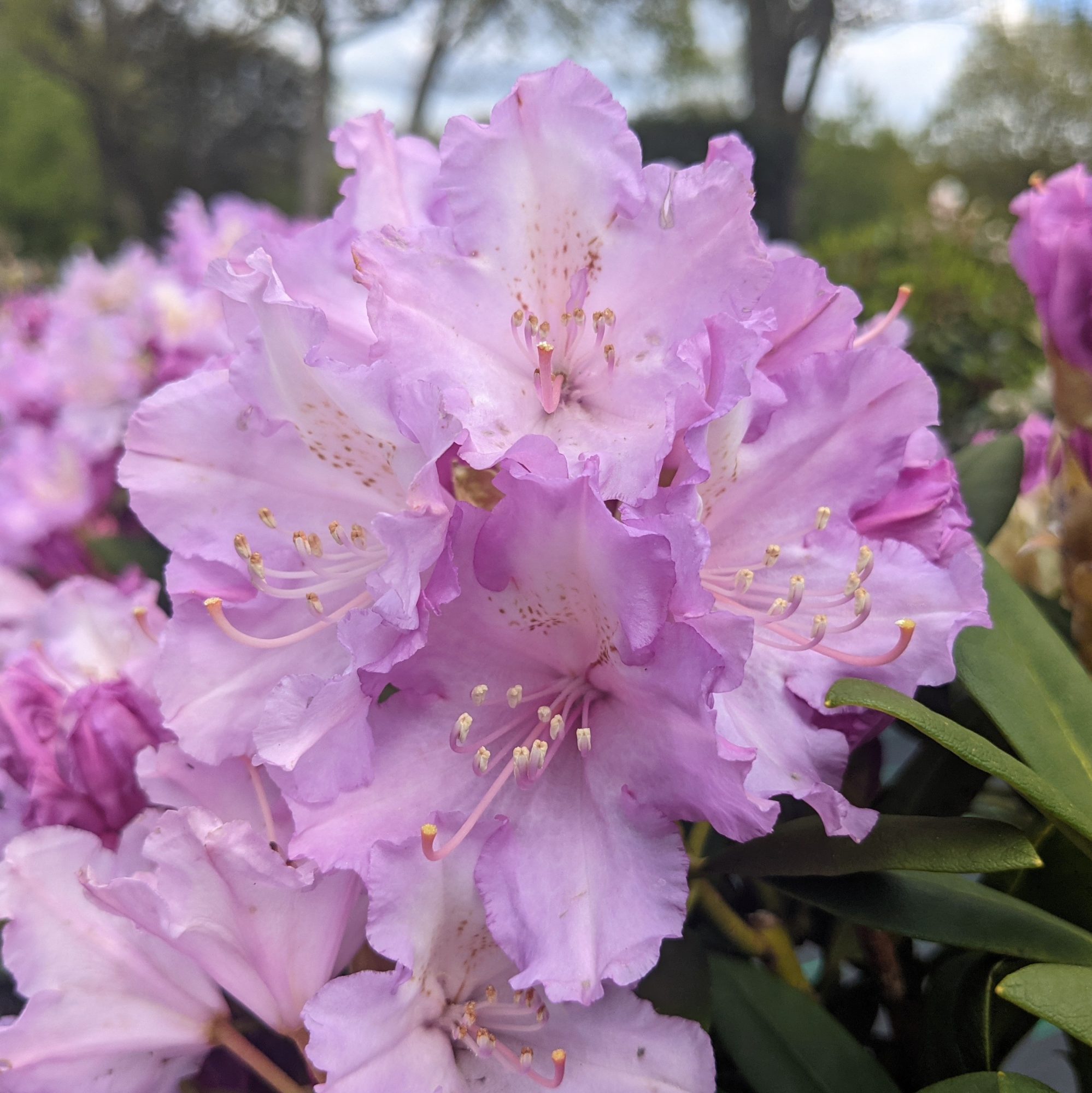 Rhododendron Caroline Allbrook - Compact Rhododendrons - Millais Nurseries