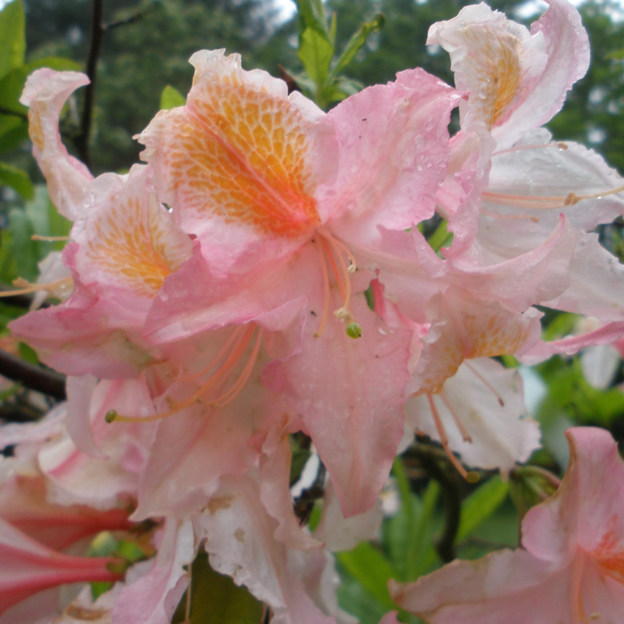 Exquisitum Deciduous Azalea - Buy Rhododendron Exquisitum AGM online ...