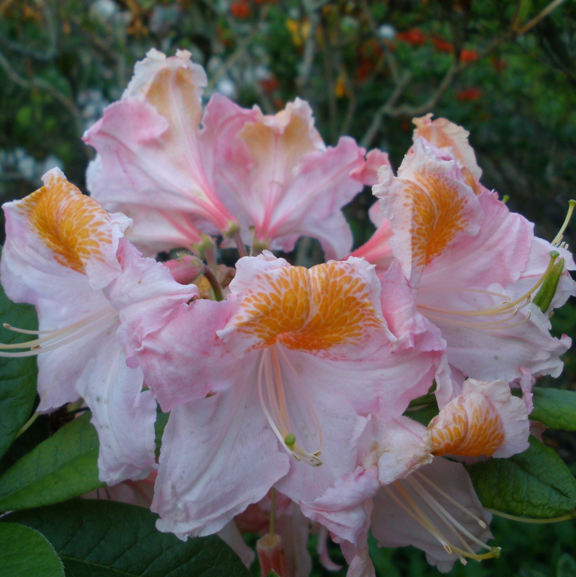 Exquisitum Deciduous Azalea - Buy Rhododendron Exquisitum AGM online ...