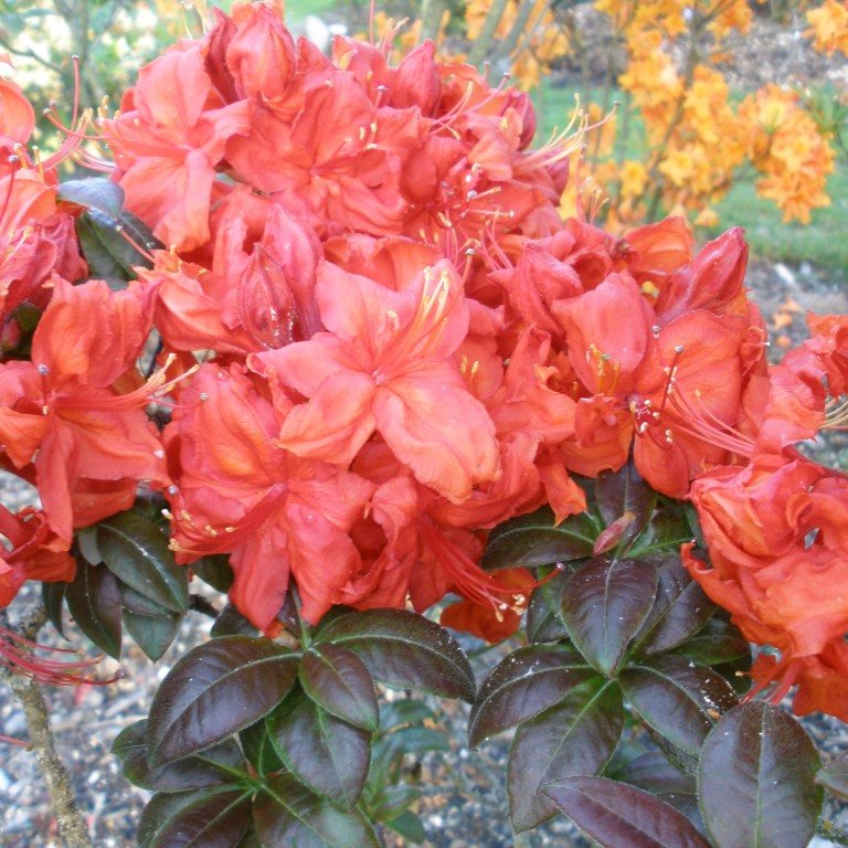 Fireball Deciduous Azalea - Buy Rhododendron Fireball AGM online ...