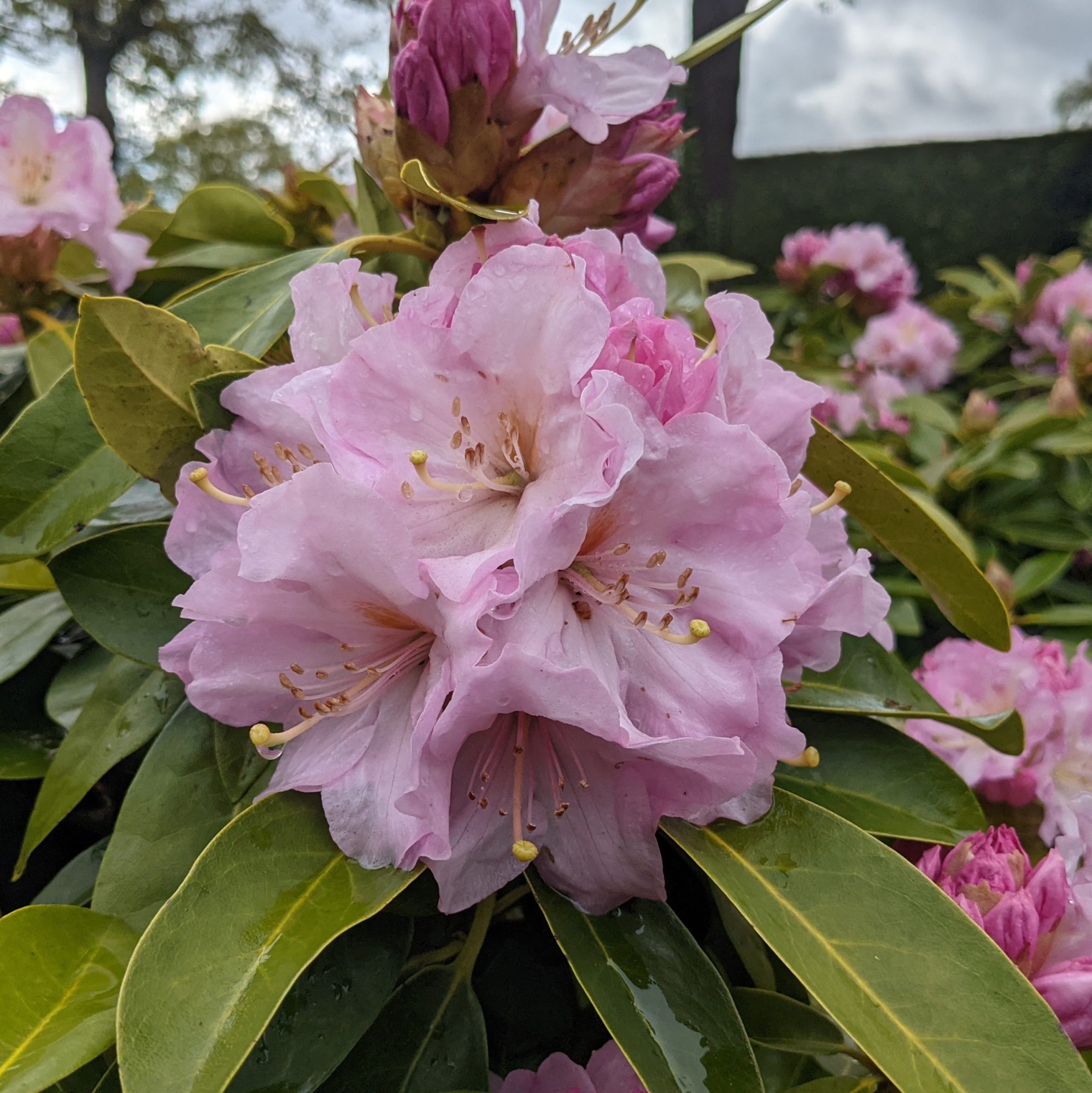 Rhododendron Onkel Dines - Tall Hybrid Rhododendrons - Millais Nurseries