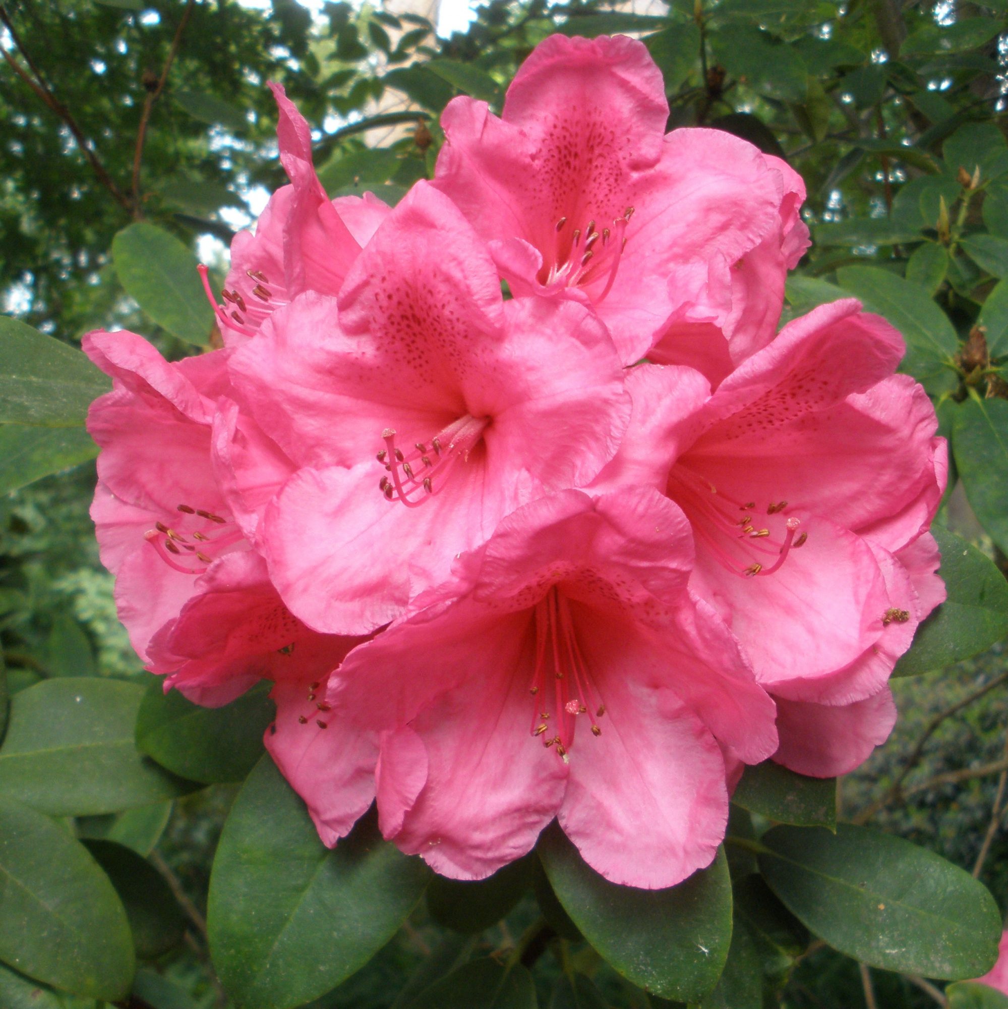 Rhododendron Anna Rose Whitney - Tall Hybrid Rhododendrons - Millais ...