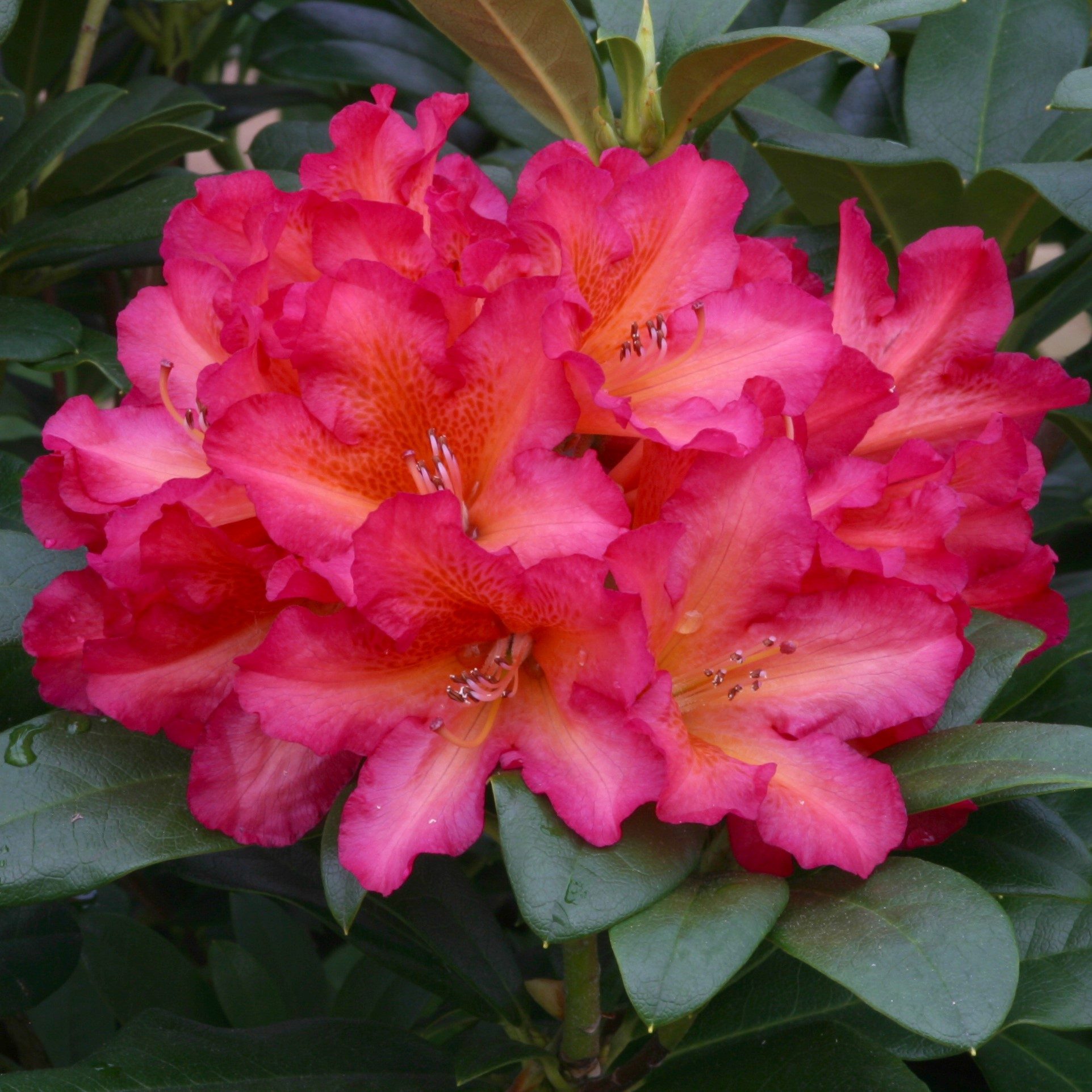 Rhododendron Golden Gate - Tall Hybrid Rhododendrons - Millais Nurseries