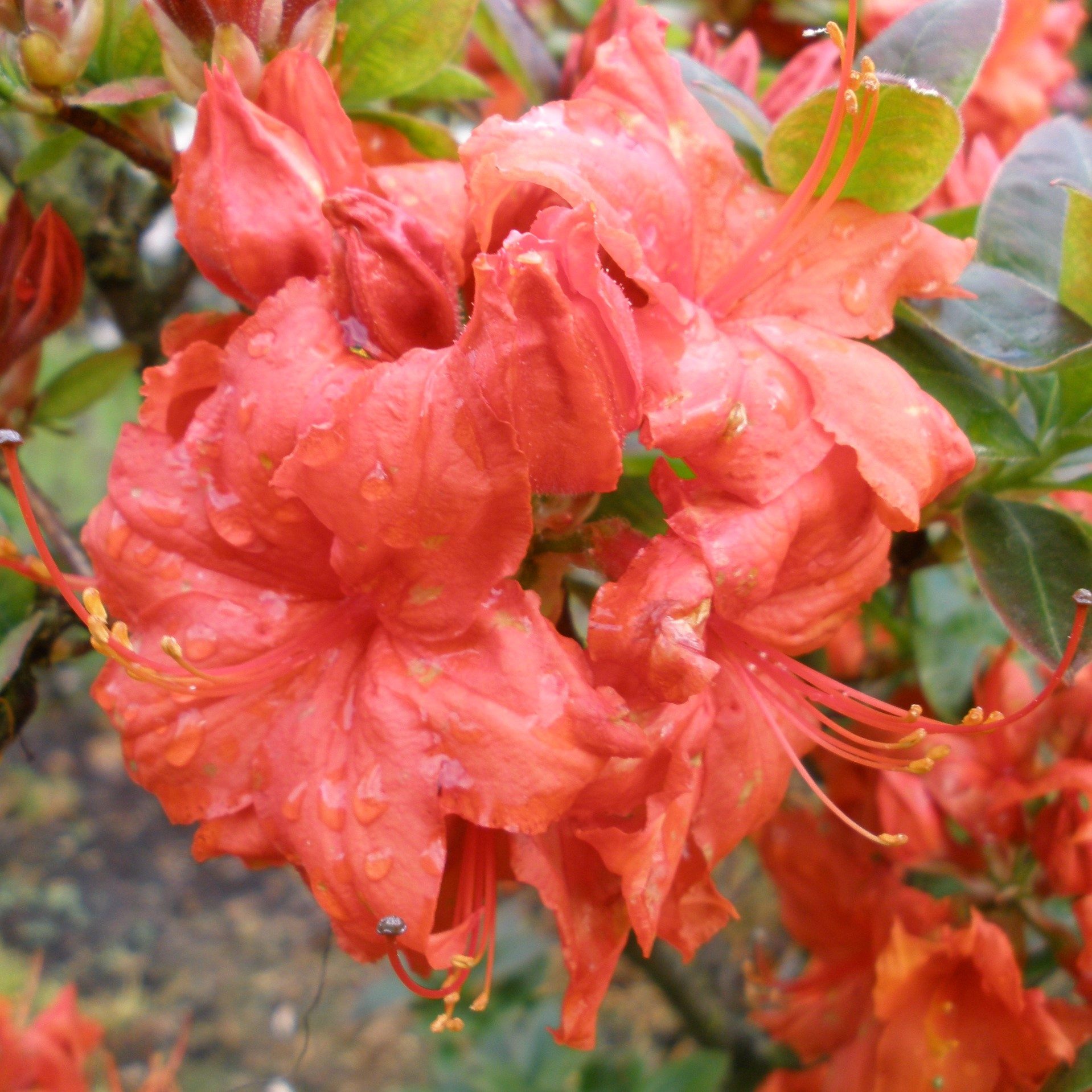 Fireball Deciduous Azalea - Buy Rhododendron Fireball AGM online ...